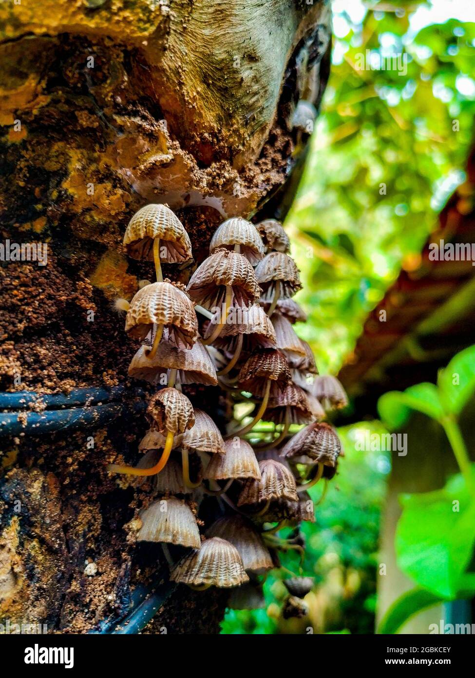 Amazon mushrooms, located in the national forest of the Tapajos, within ...
