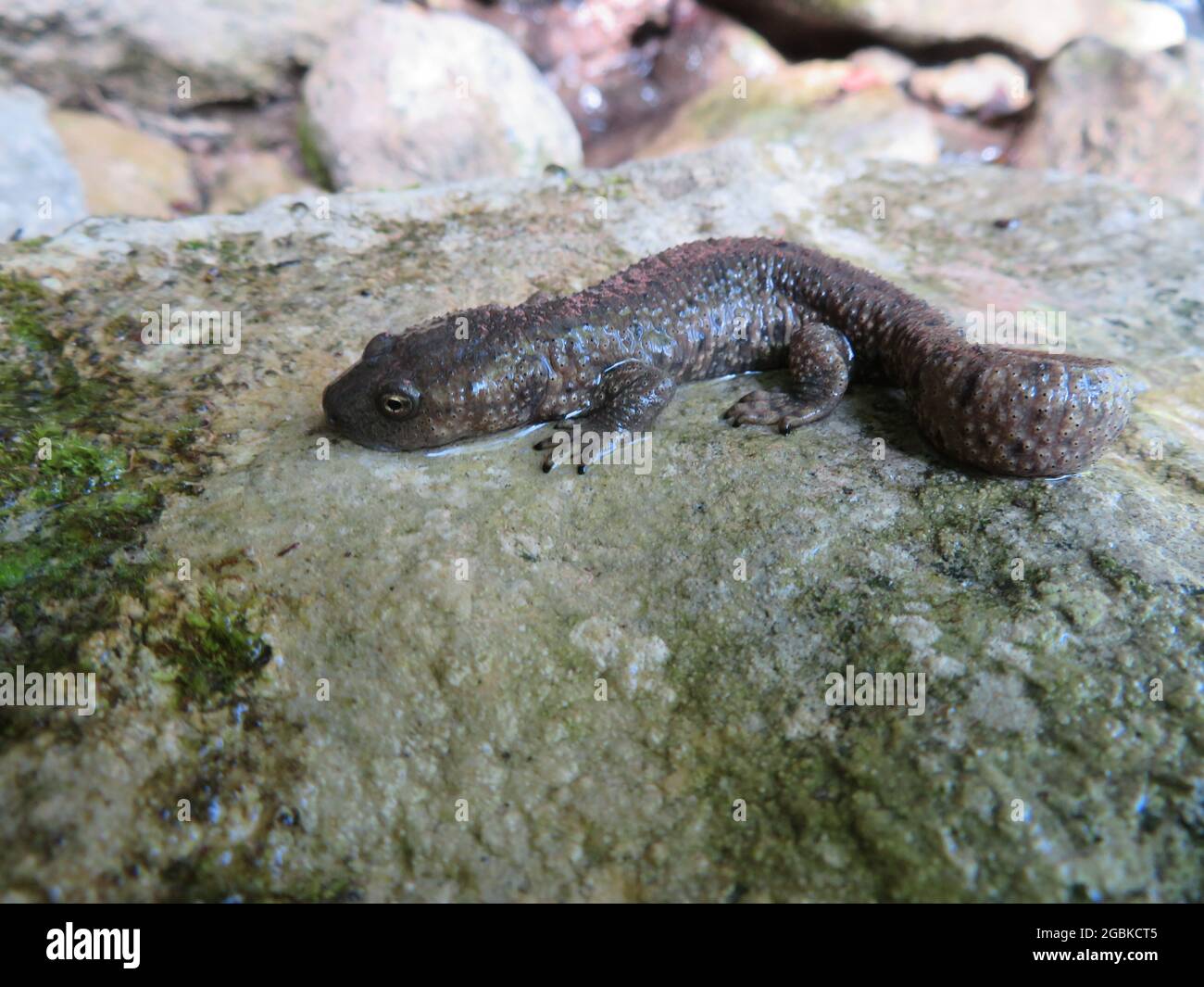 Calotriton asper hi-res stock photography and images - Alamy