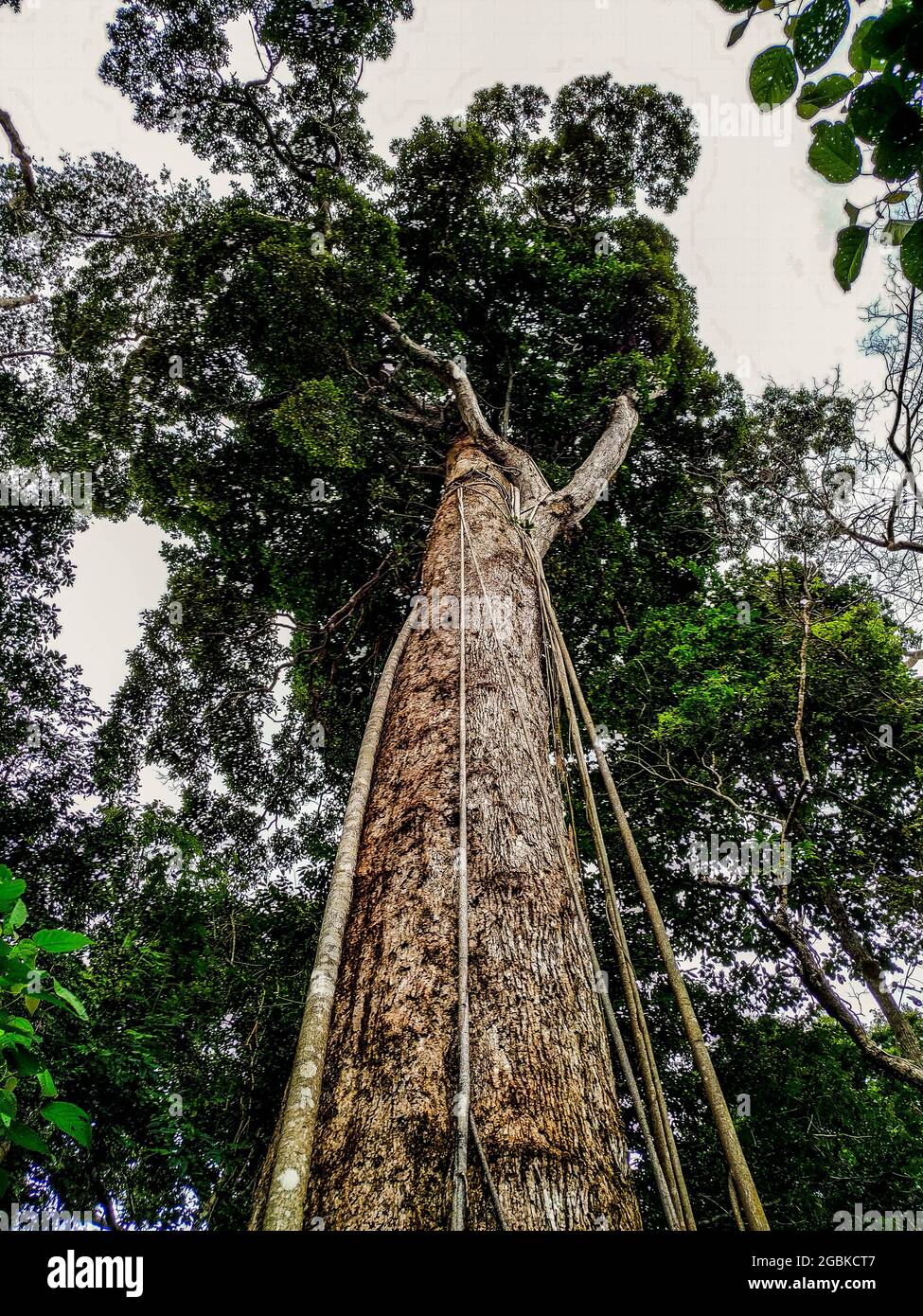 Brazilian trees in the middle of the Amazon forest Stock Photo - Alamy