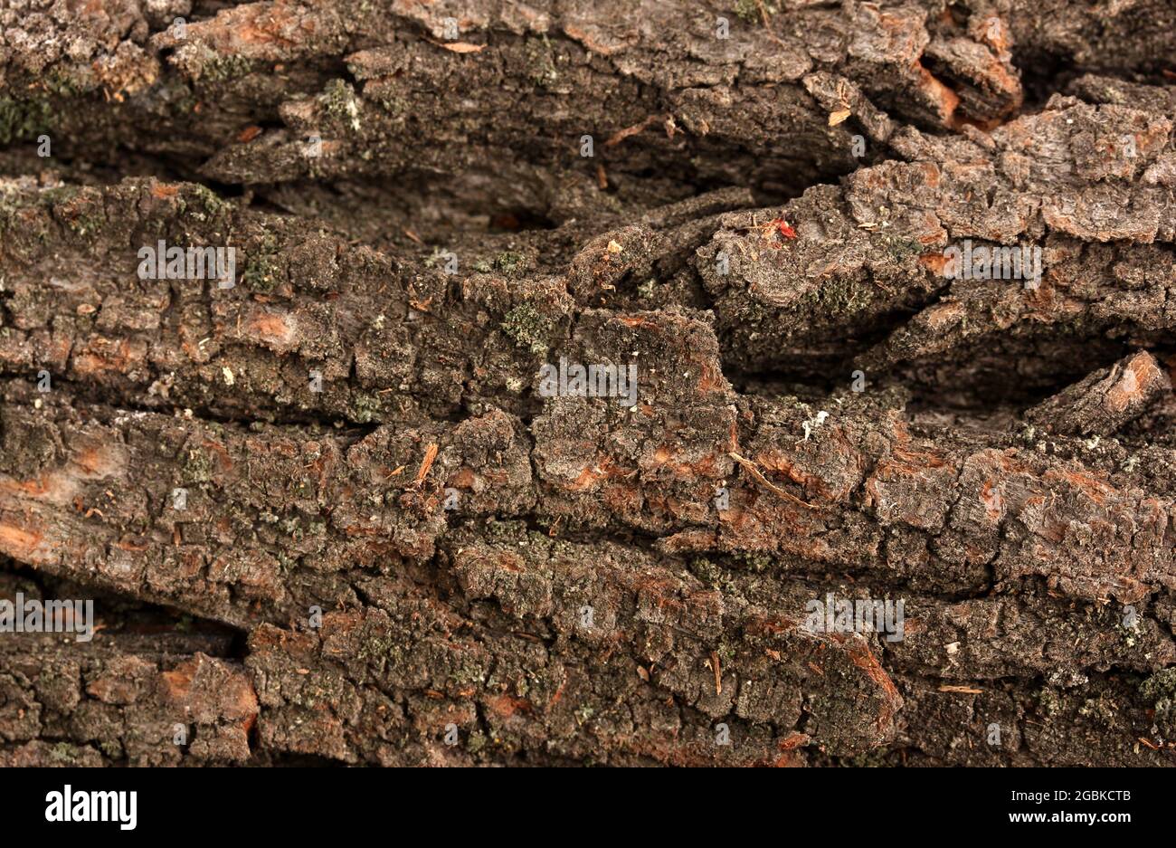 brown bark background Stock Photo - Alamy