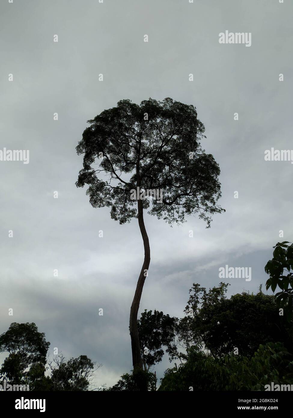 Brazilian trees in the middle of the Amazon forest Stock Photo - Alamy