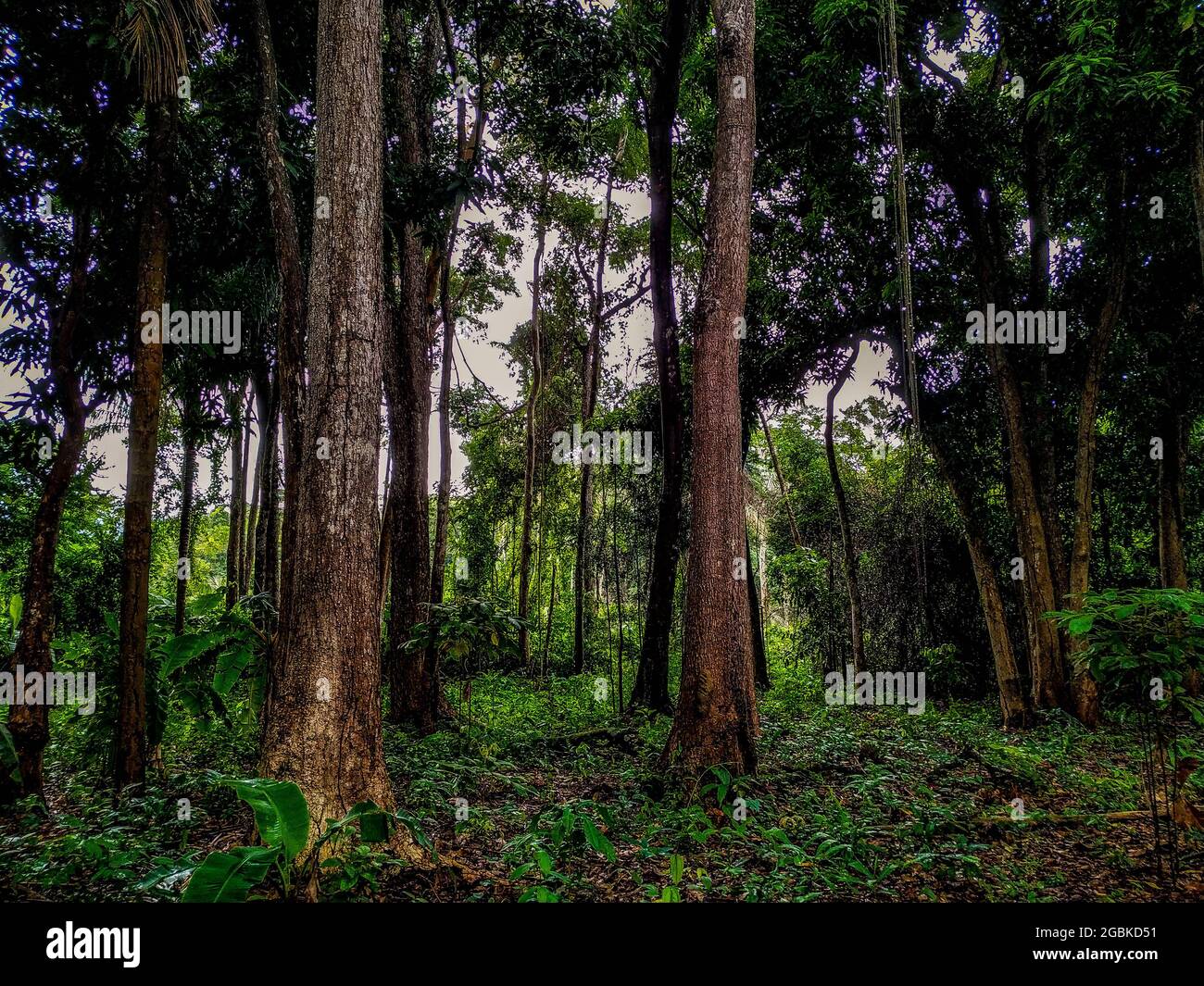 Brazilian trees in the middle of the Amazon forest Stock Photo - Alamy