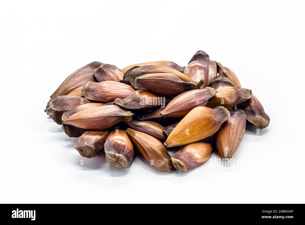 Brazilian pine nut seeds pile on isolated white background Stock Photo ...