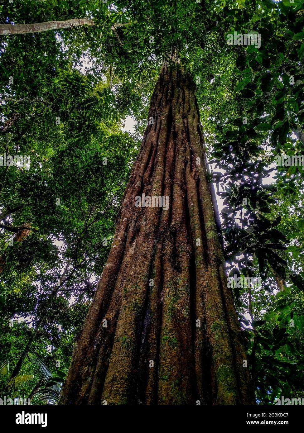 Brazilian trees in the middle of the Amazon forest Stock Photo - Alamy