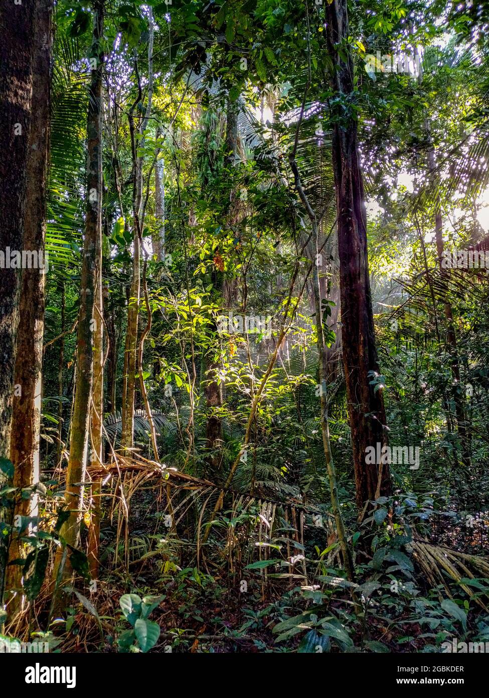 Brazilian trees in the middle of the Amazon forest Stock Photo - Alamy