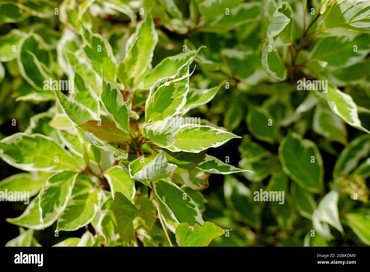 Leaves with white edges hi-res stock photography and images - Alamy