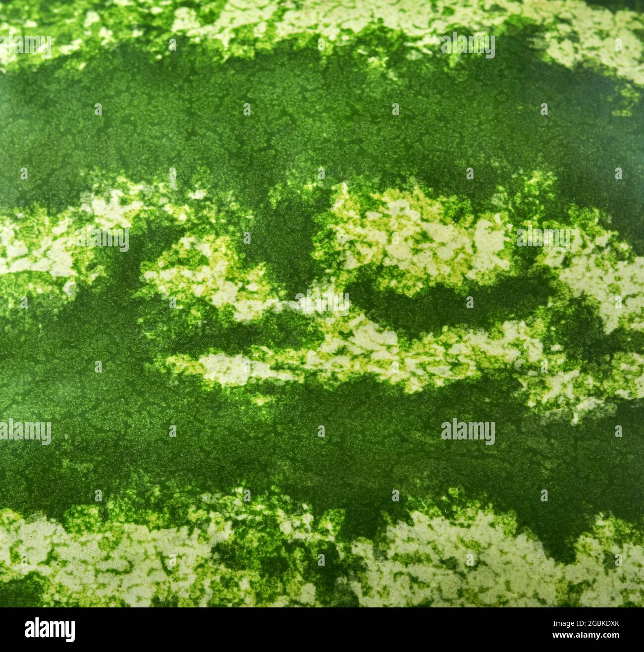 Striped crust of watermelon background, texture. Square image Stock ...