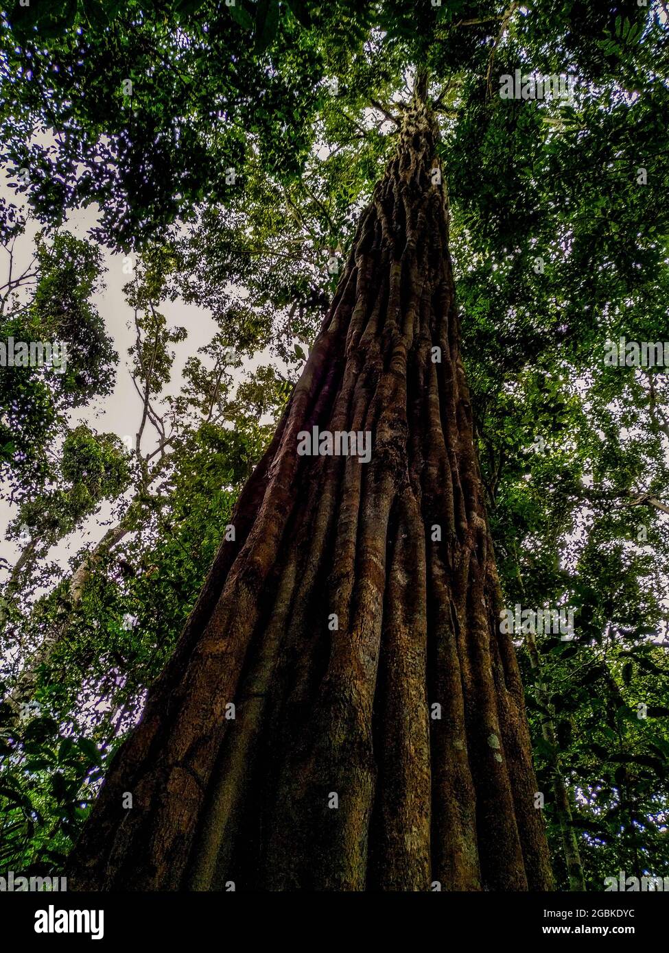 Brazilian trees in the middle of the Amazon forest Stock Photo - Alamy