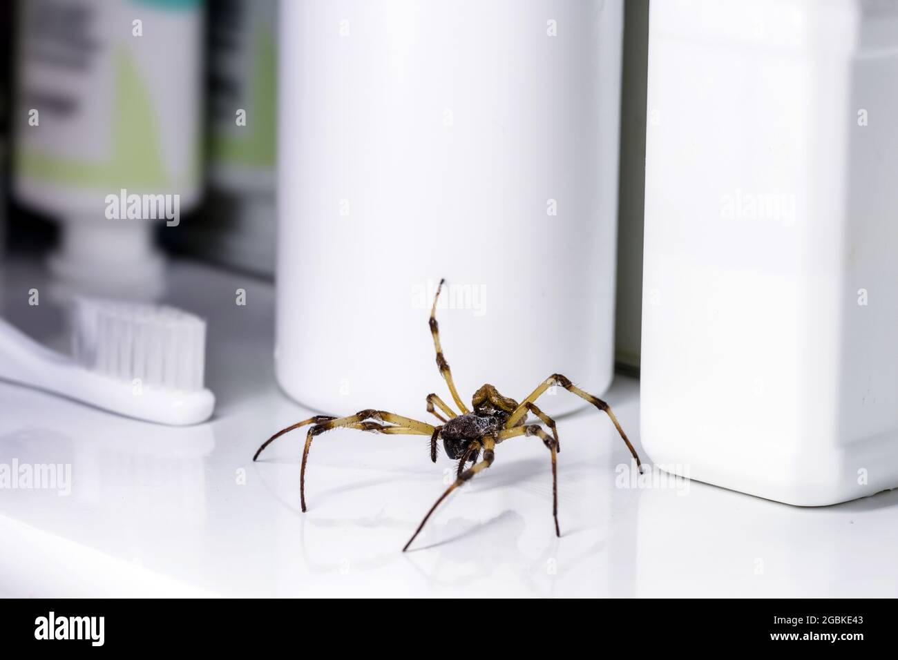 big spider walking inside a bathroom sink, venomous animal, pest ...