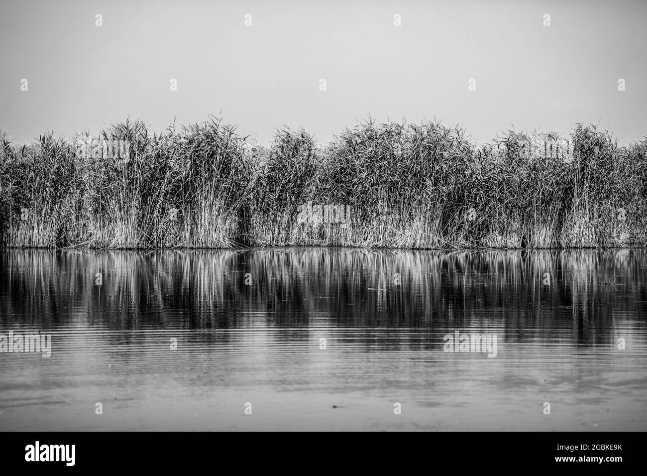 Plants specific to the wetlands (reeds) in the Neaslov Delta in Romania ...