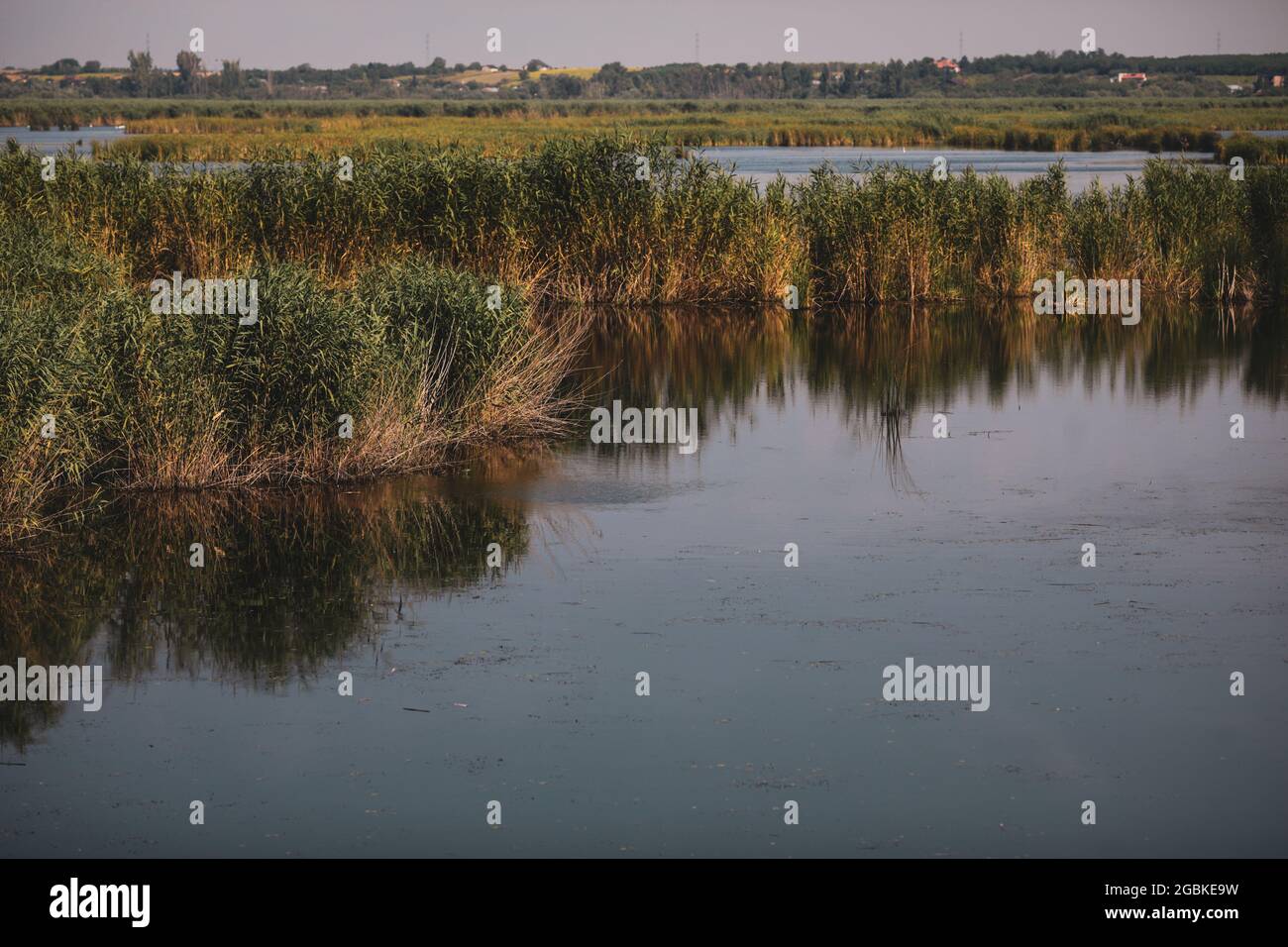 Plants specific to the wetlands (reeds) in the Neaslov Delta in Romania ...