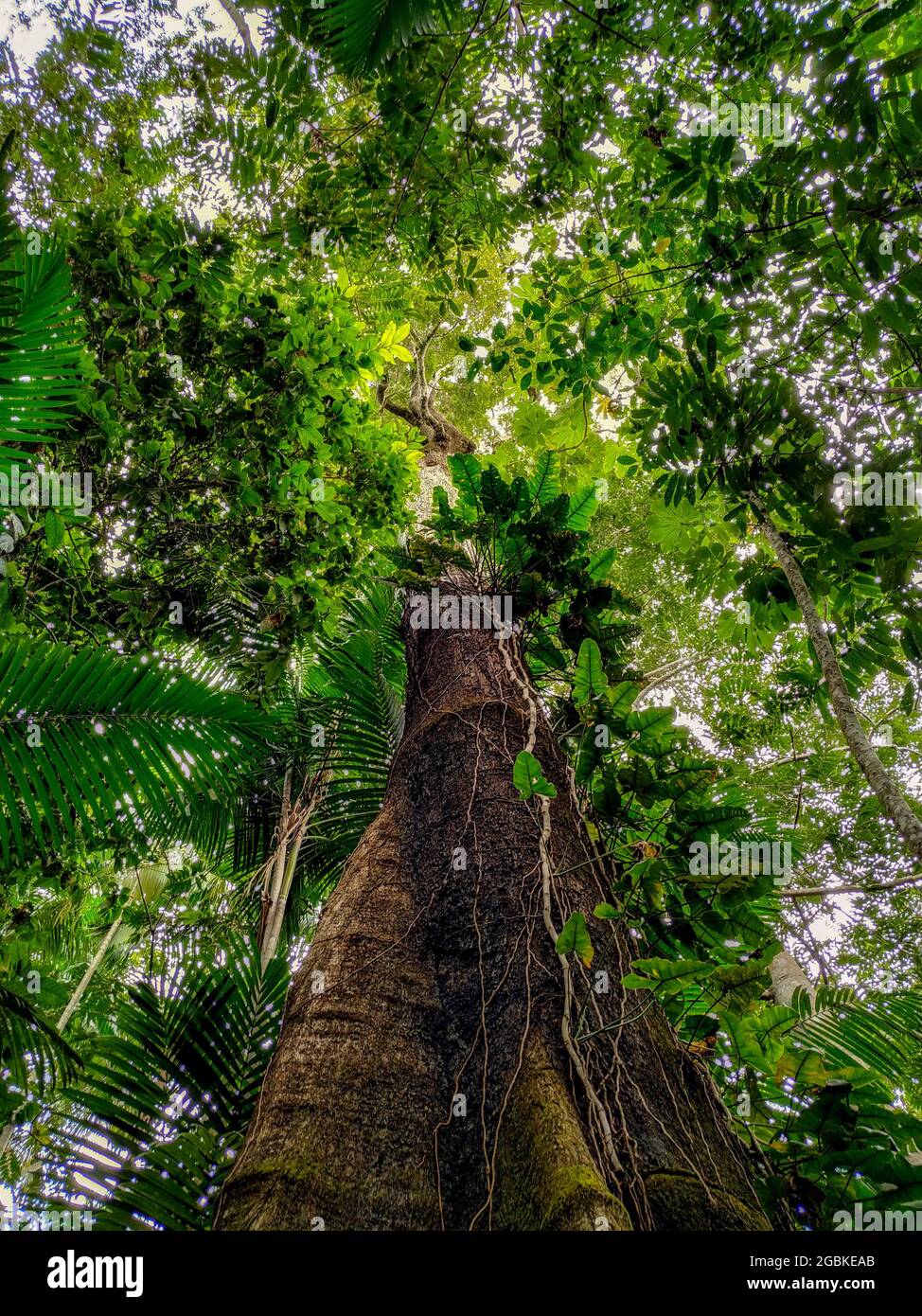 Brazilian trees in the middle of the Amazon forest Stock Photo - Alamy