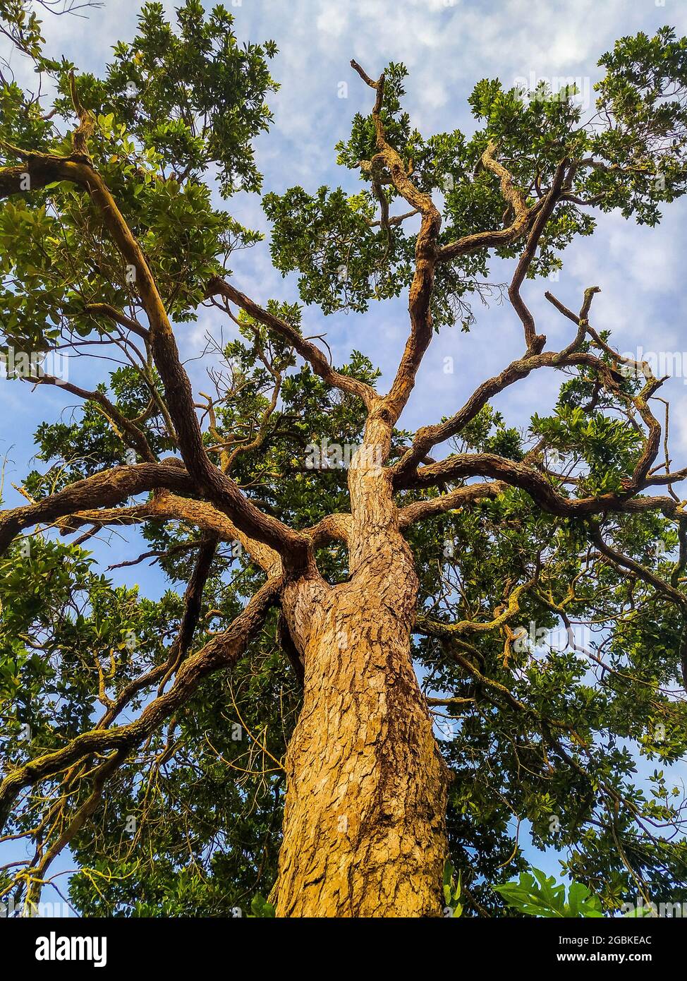 Brazilian trees in the middle of the Amazon forest Stock Photo - Alamy