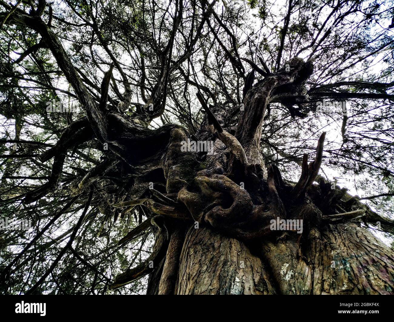 Brazilian trees in the middle of the Amazon forest Stock Photo - Alamy