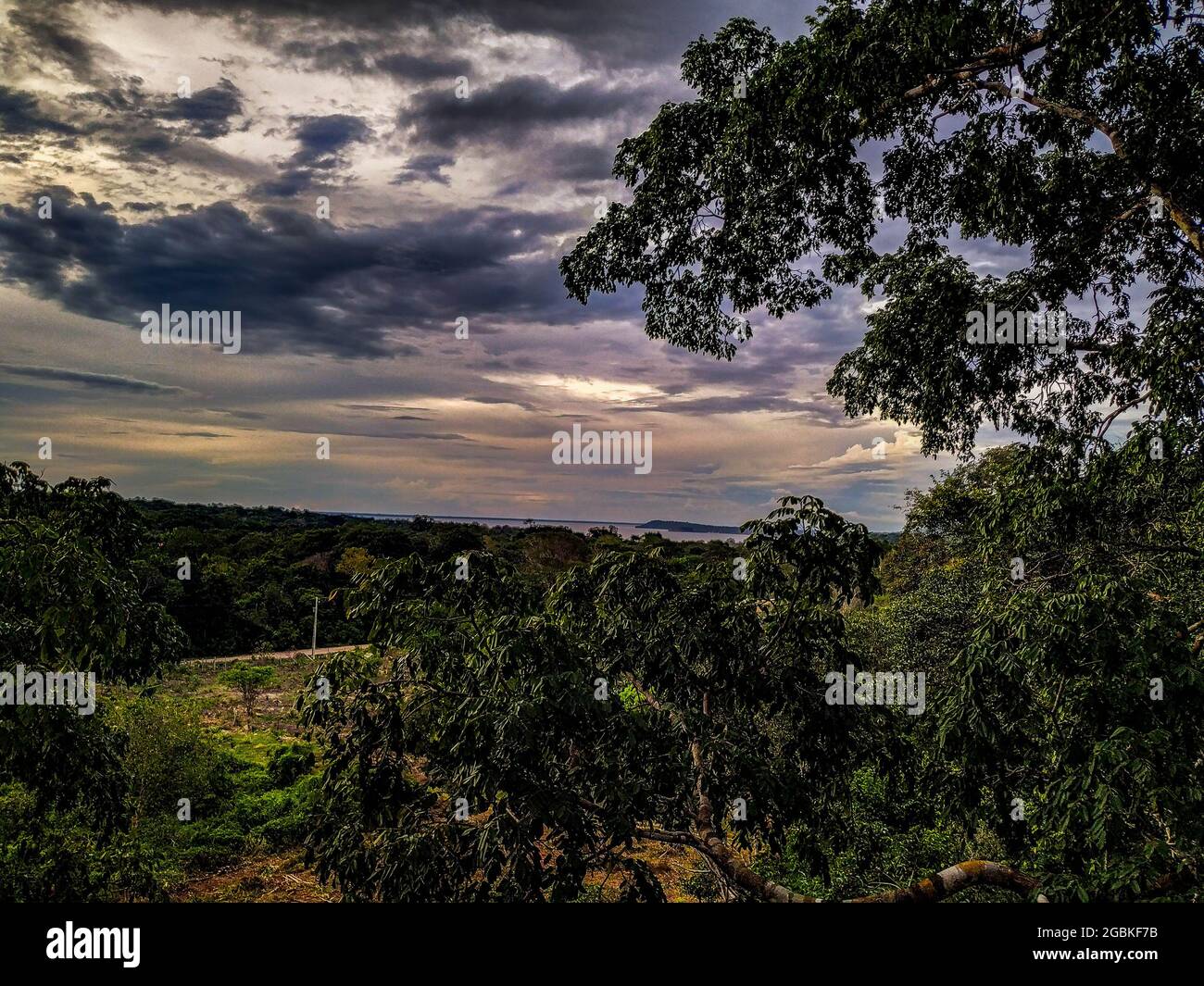 Brazilian trees in the middle of the Amazon forest Stock Photo - Alamy