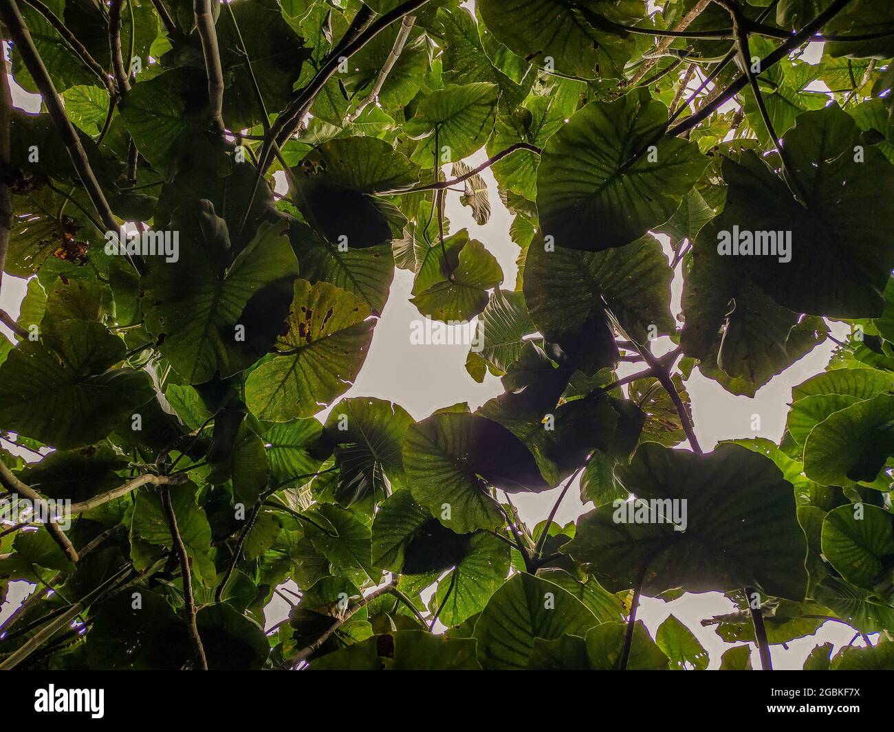 Brazilian trees in the middle of the Amazon forest Stock Photo - Alamy