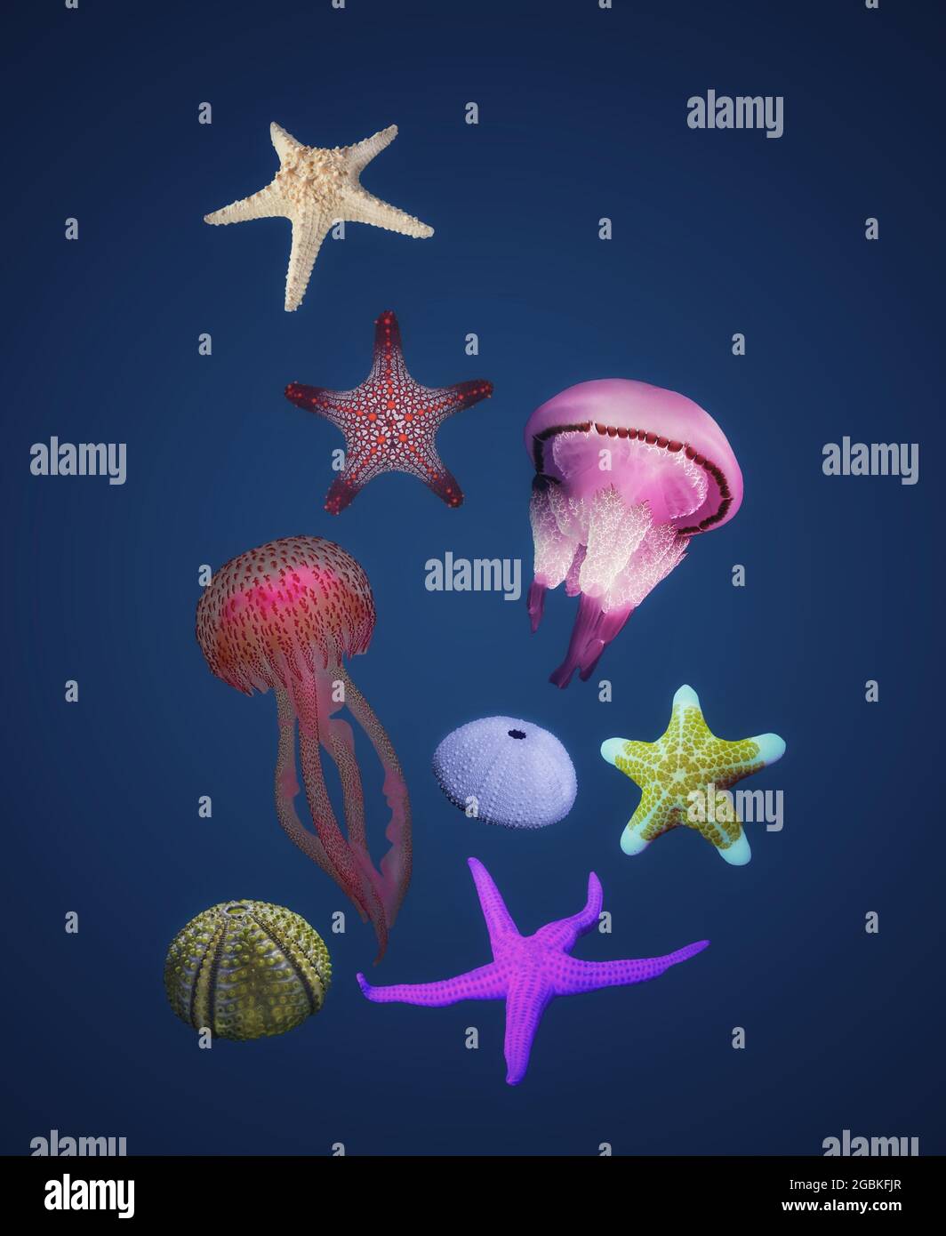 Natural background with aquatic animals isolated in color background ...