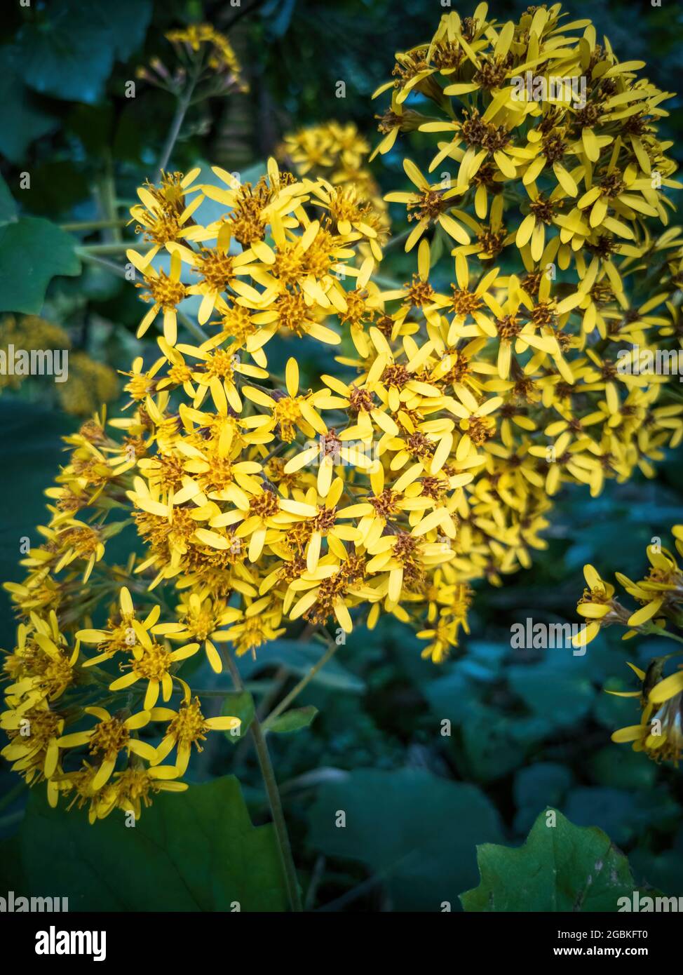 Velvet Groundsel Roldana petasitis flowering plant Stock Photo - Alamy