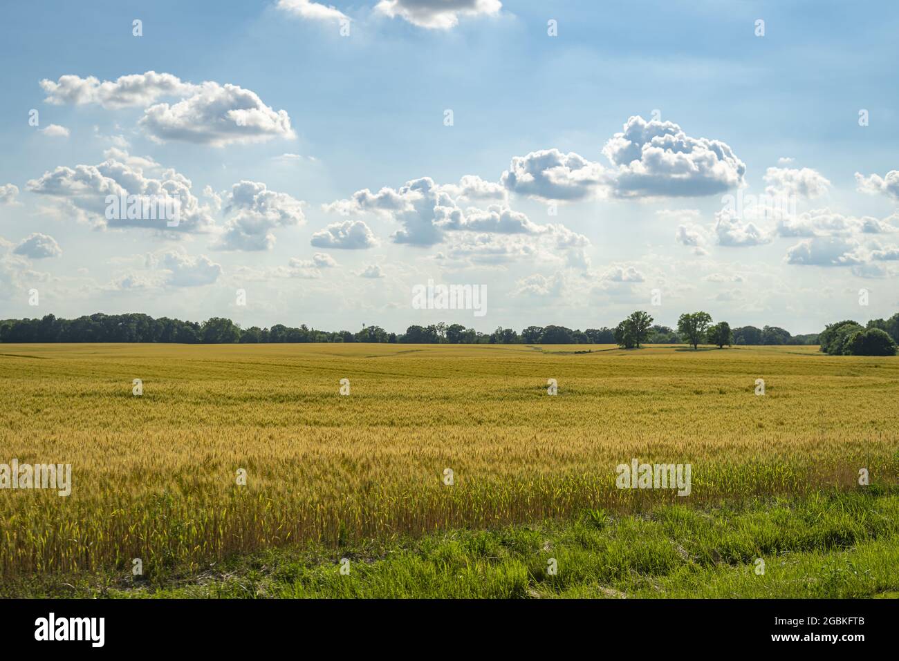 Midwest farm field of golden yellow wheat ready to harvest under Stock ...