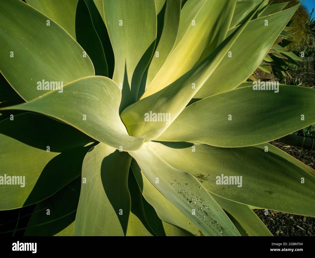 view of green Agave plant Stock Photo - Alamy