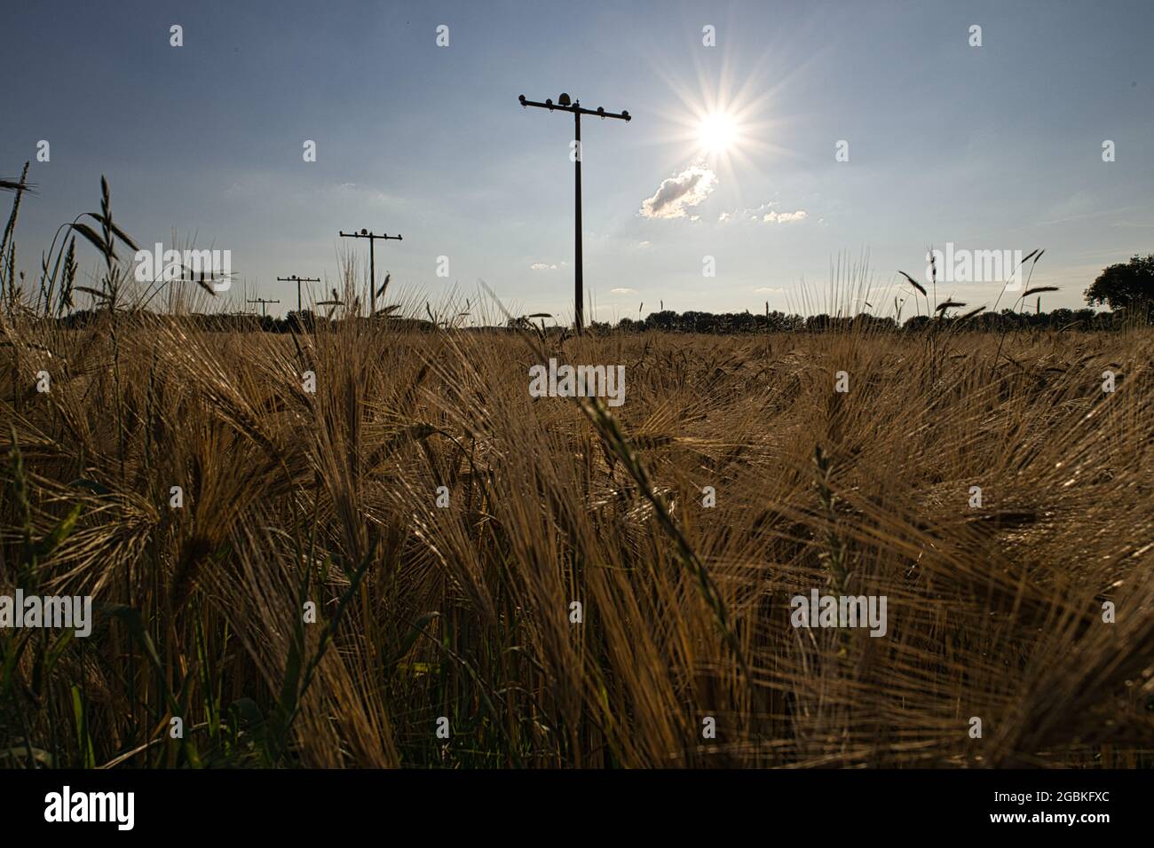 Barley field very close to a runway Stock Photo - Alamy