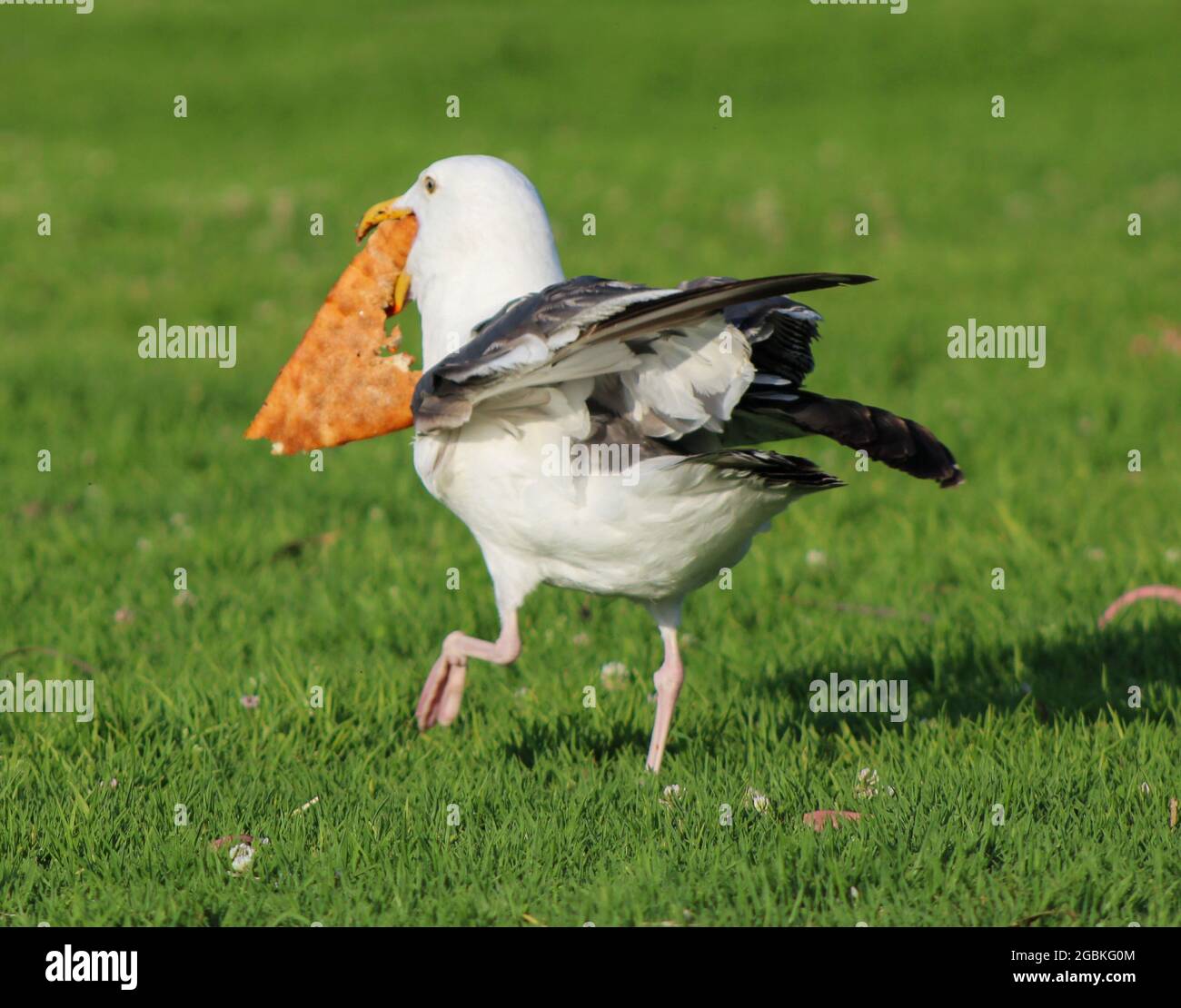 A hungry seagull stealing food hi-res stock photography and images - Alamy