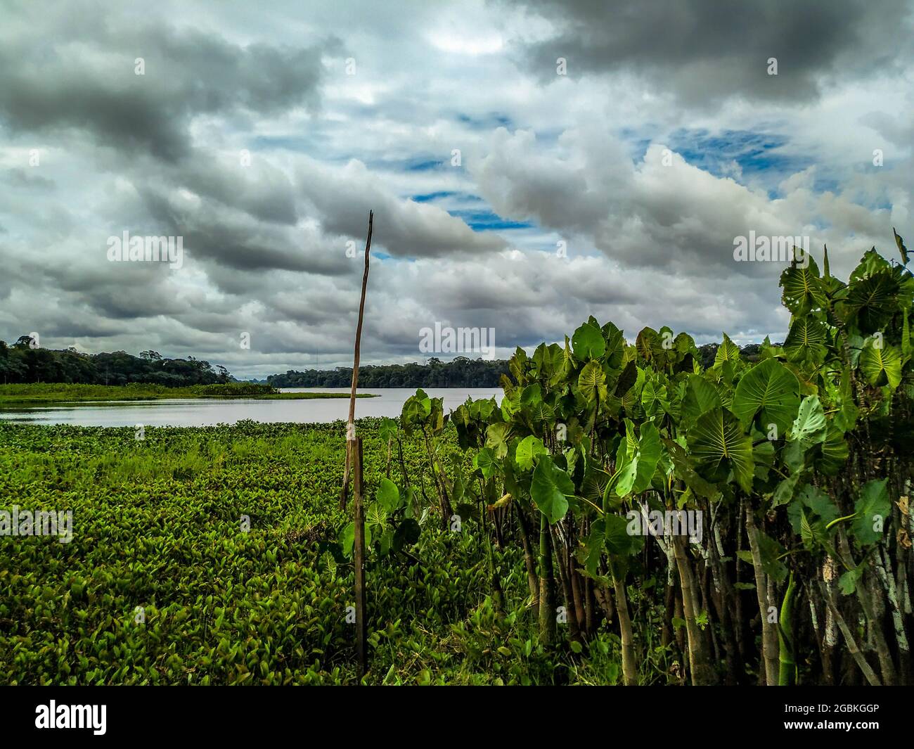 Amazon River and clouds reflex Stock Photo - Alamy