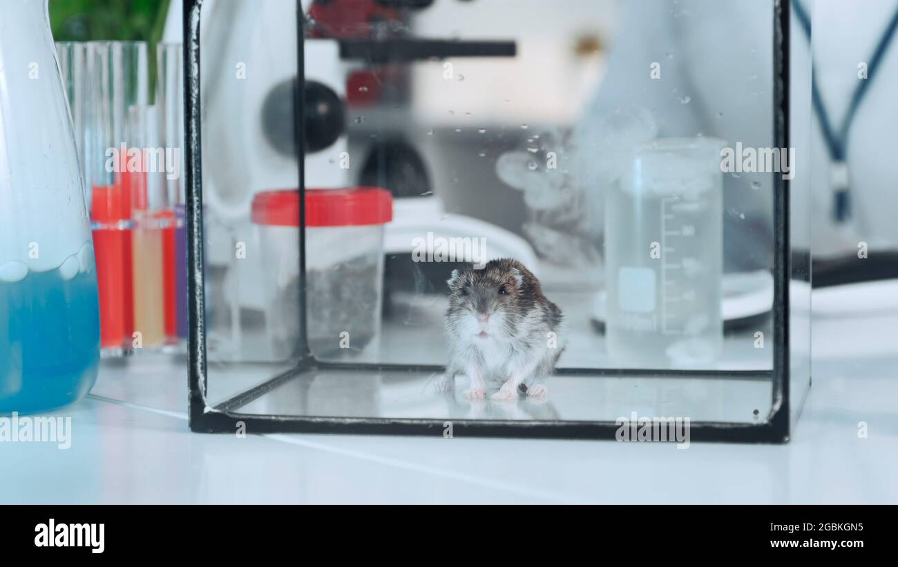 Close up of mouse in glass container after experiment in chemistry lab ...