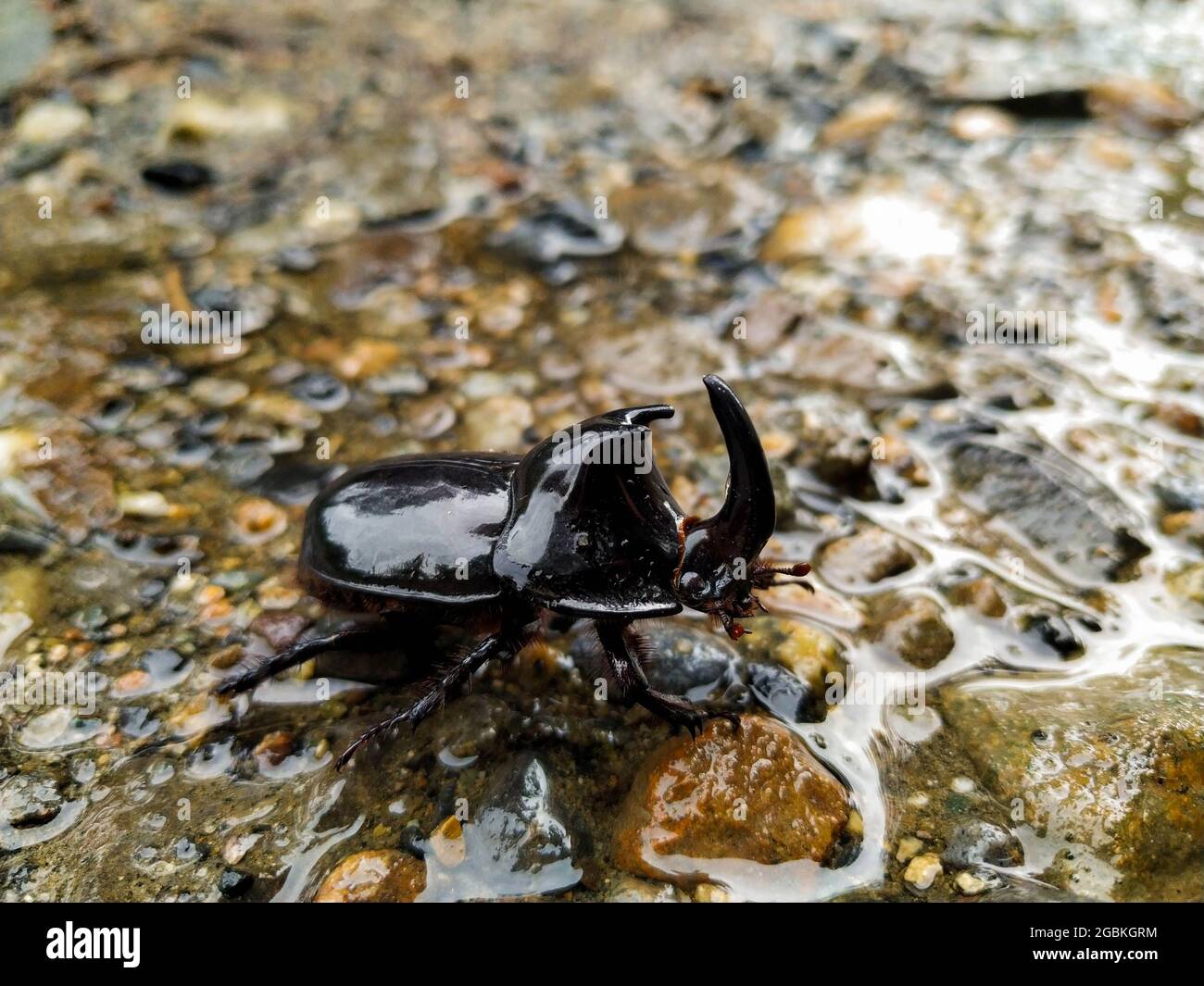 Photo of a beetle over a puddle of rain water Stock Photo - Alamy
