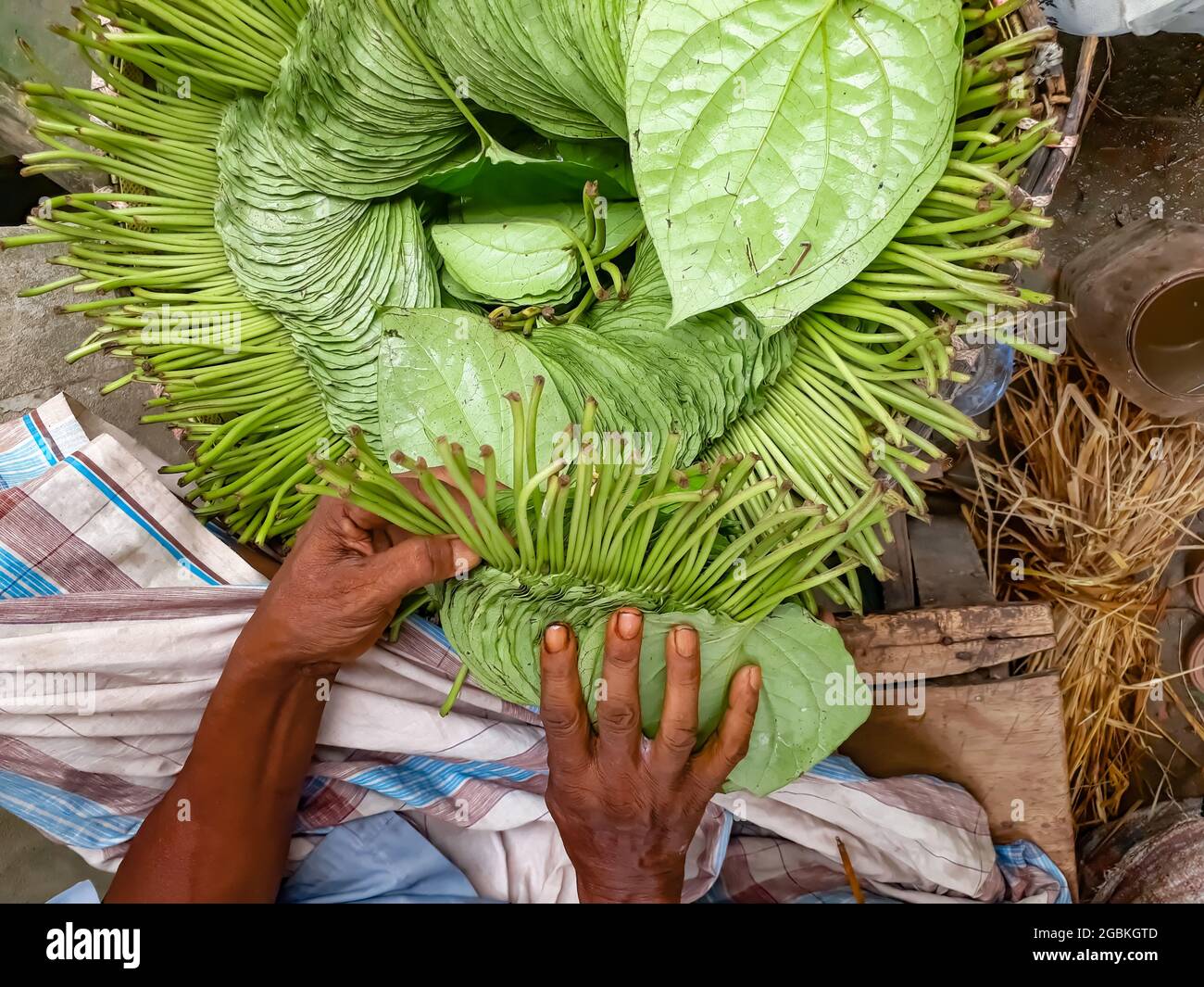 Top view of male hands arranging Piper edible betel green leaves Stock ...