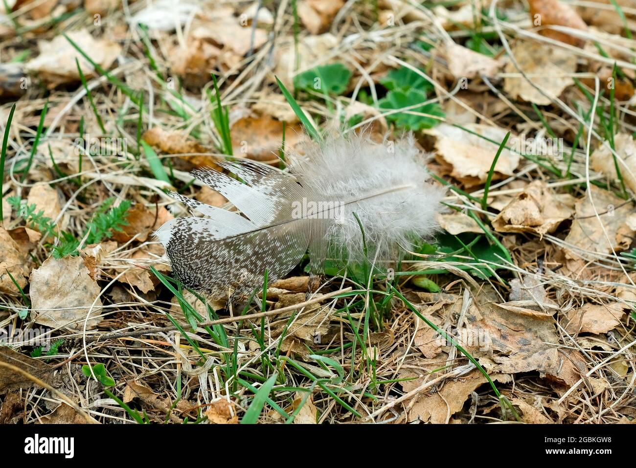 Feather spring hi-res stock photography and images - Alamy