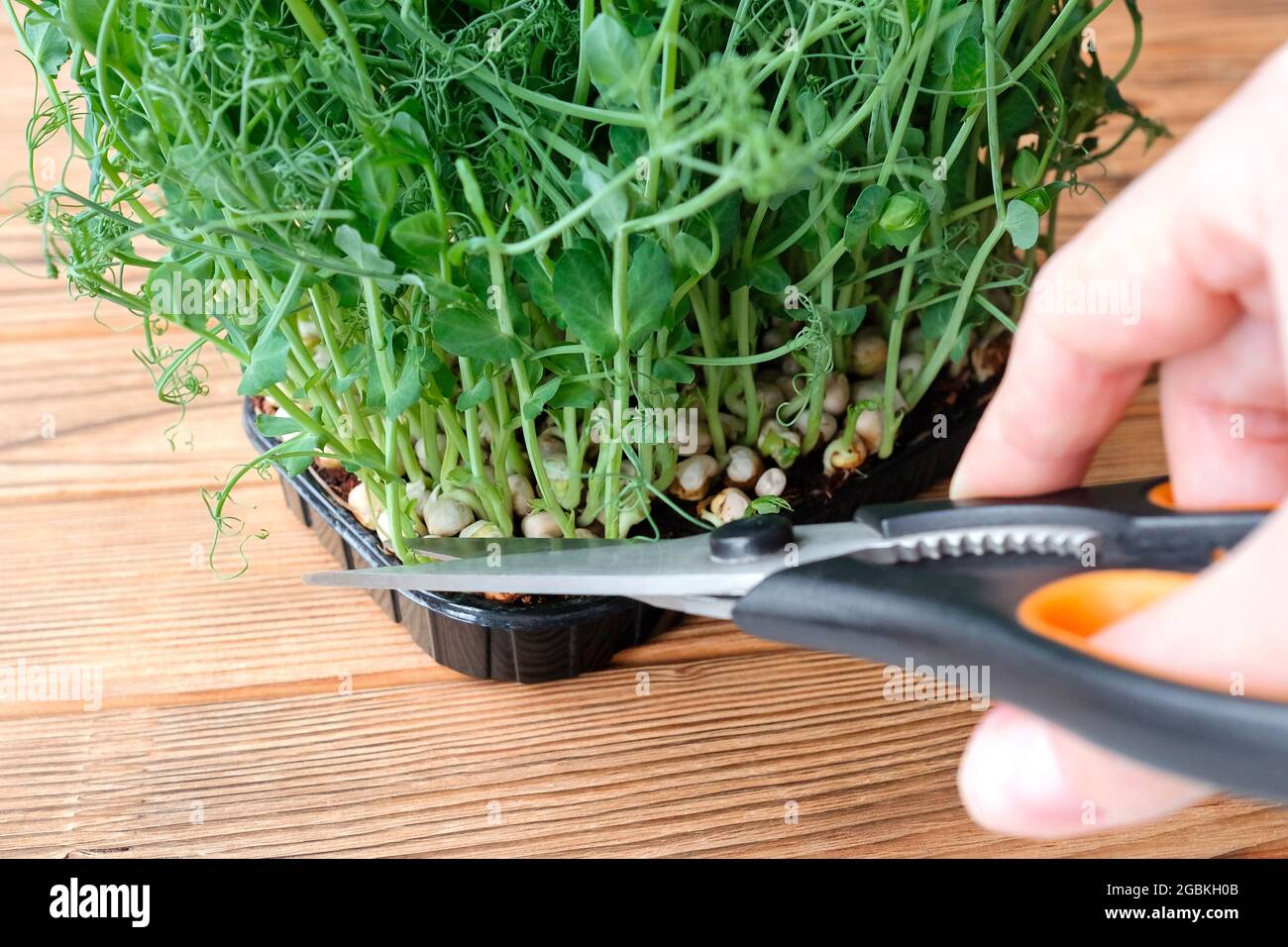 Cut microgreens with scissors. Young pea sprouts Stock Photo - Alamy