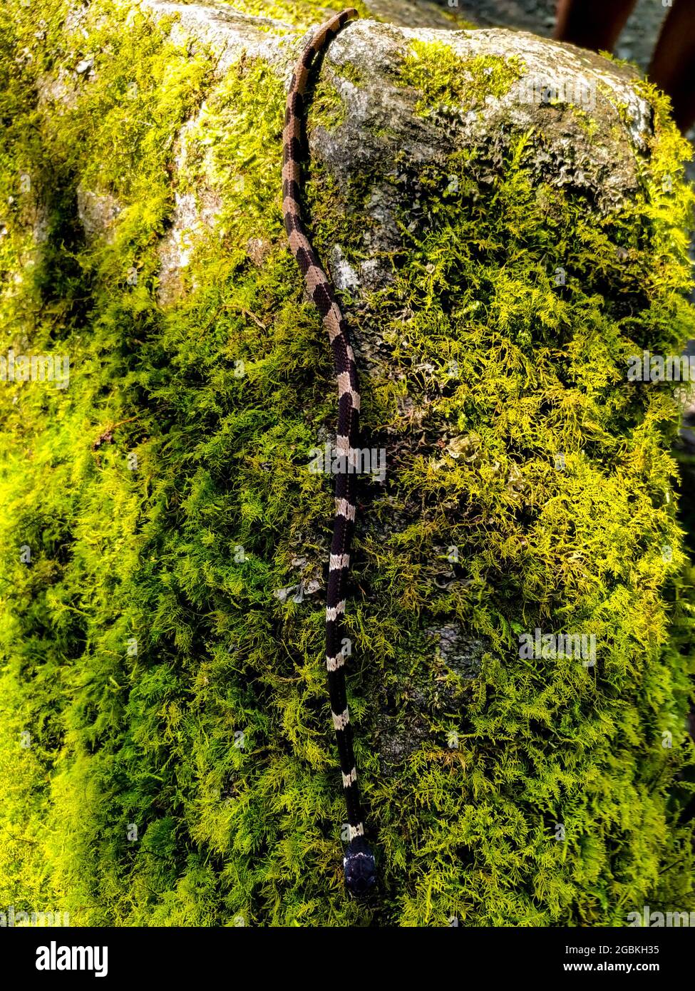 Photo of a snake over a puddle of rain water Stock Photo - Alamy