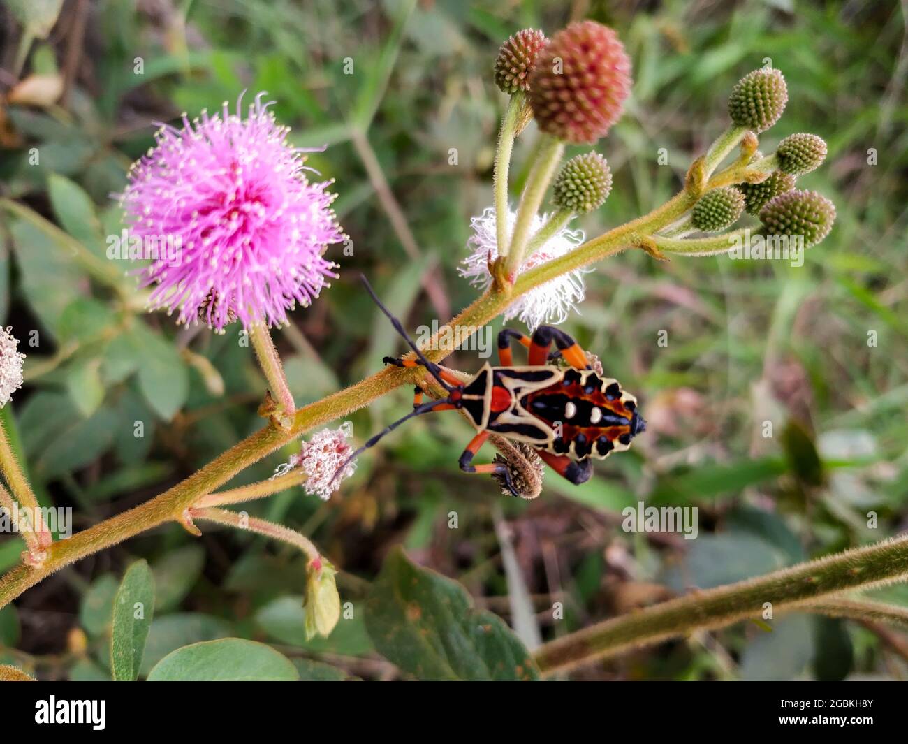 Photo of an insect in the middle of the Amazon rainforest Stock Photo ...
