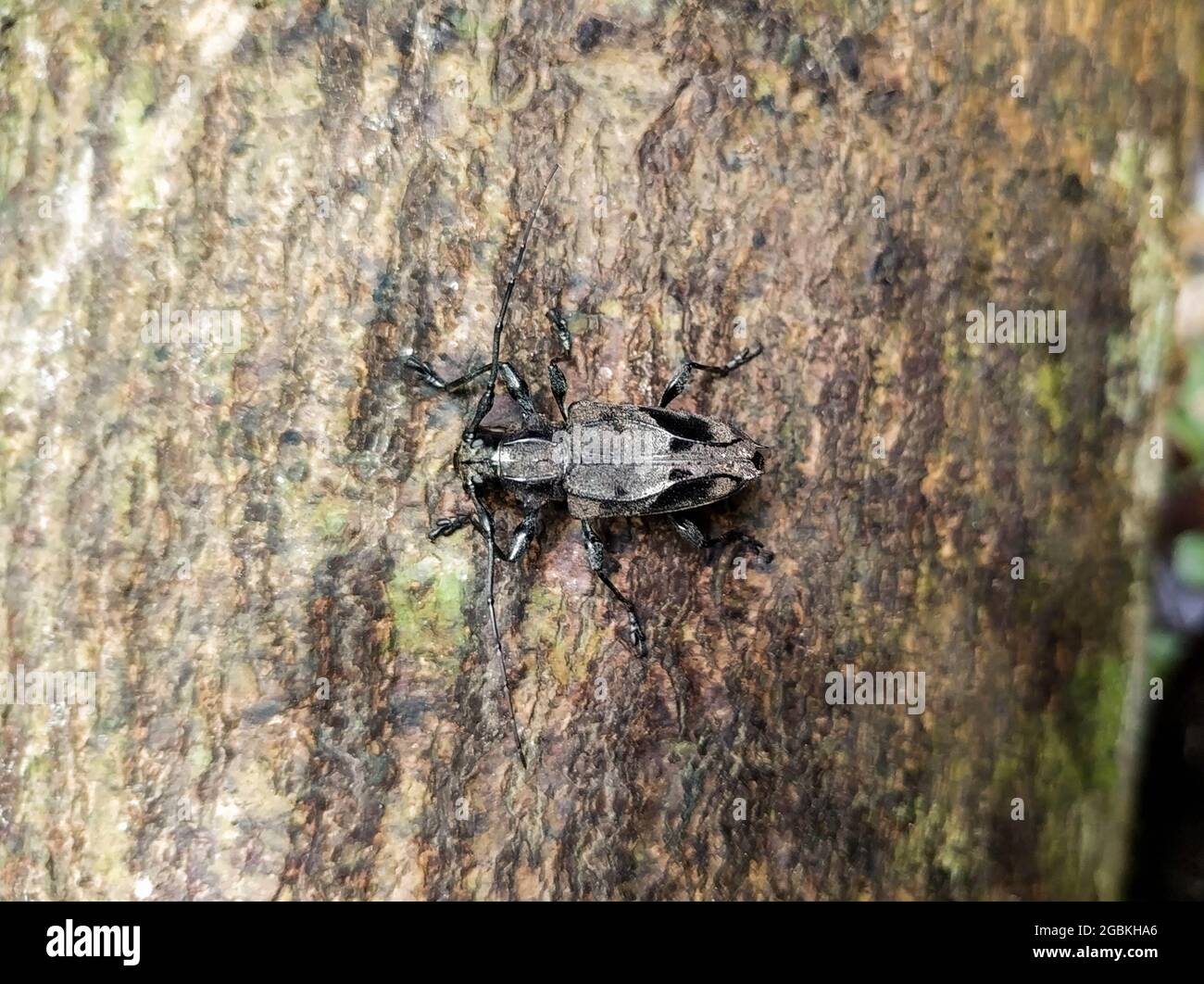 Photo of an insect in the middle of the Amazon rainforest Stock Photo ...