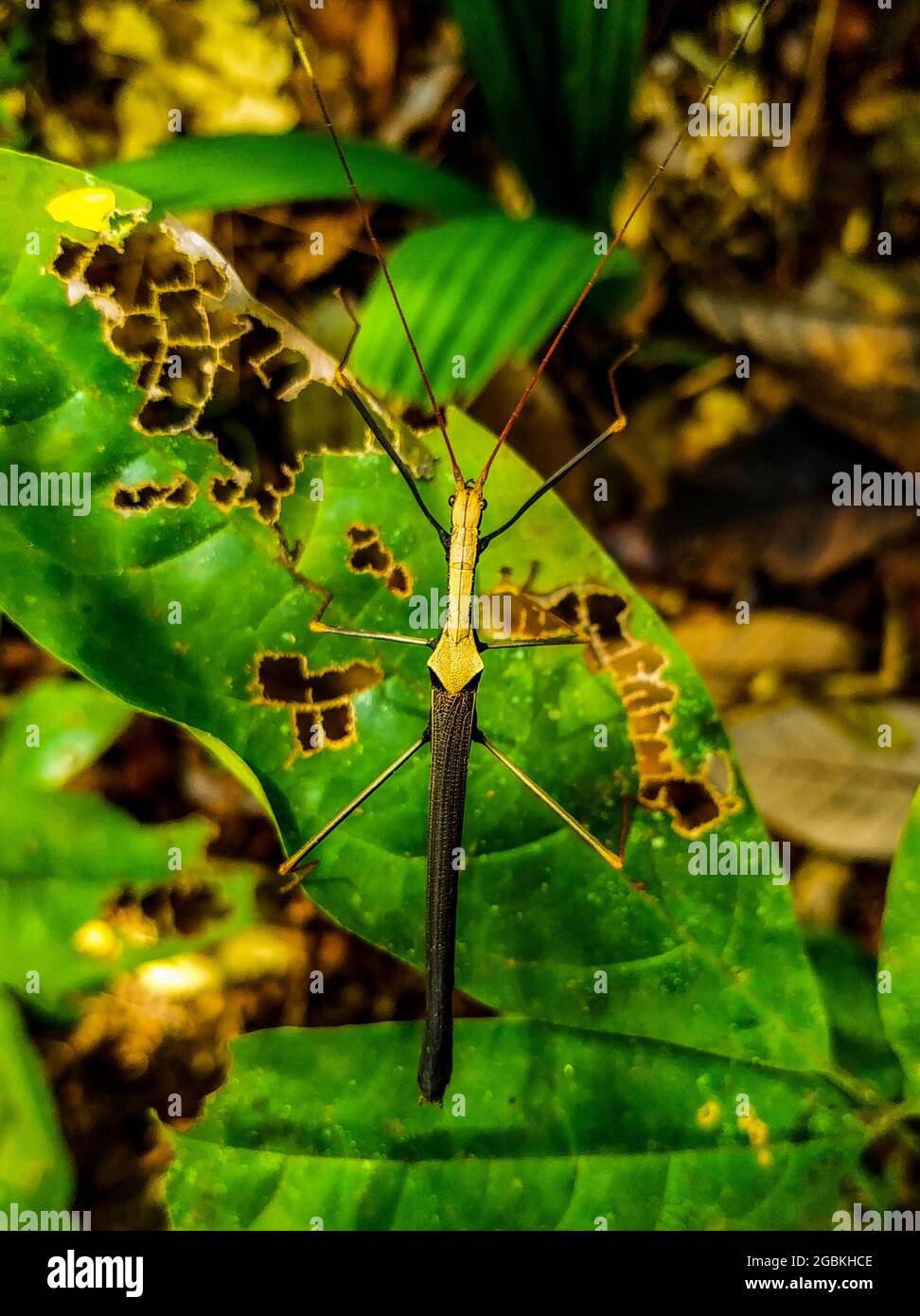 Photo of an insect in the middle of the Amazon rainforest Stock Photo ...