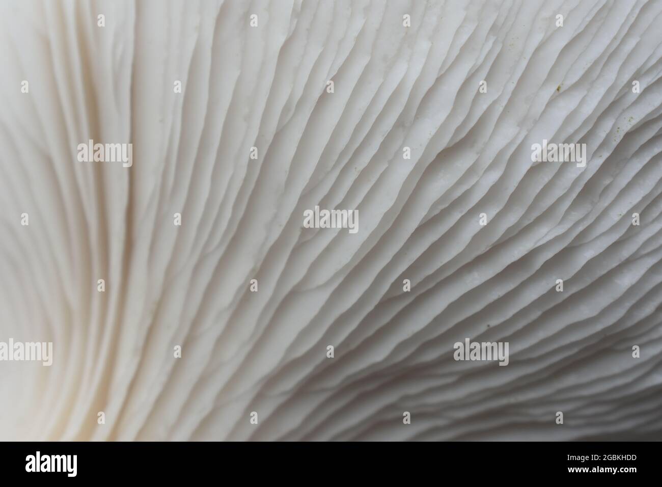 Macro shot of the textures and patterns of the inside of a mushroom ...