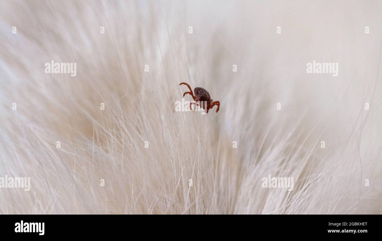 An ixodic infectious tick stuck to the head of a kitten. A tick bit a ...