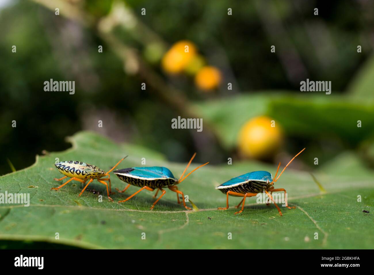 Photo of an insect in the middle of the Amazon rainforest Stock Photo ...