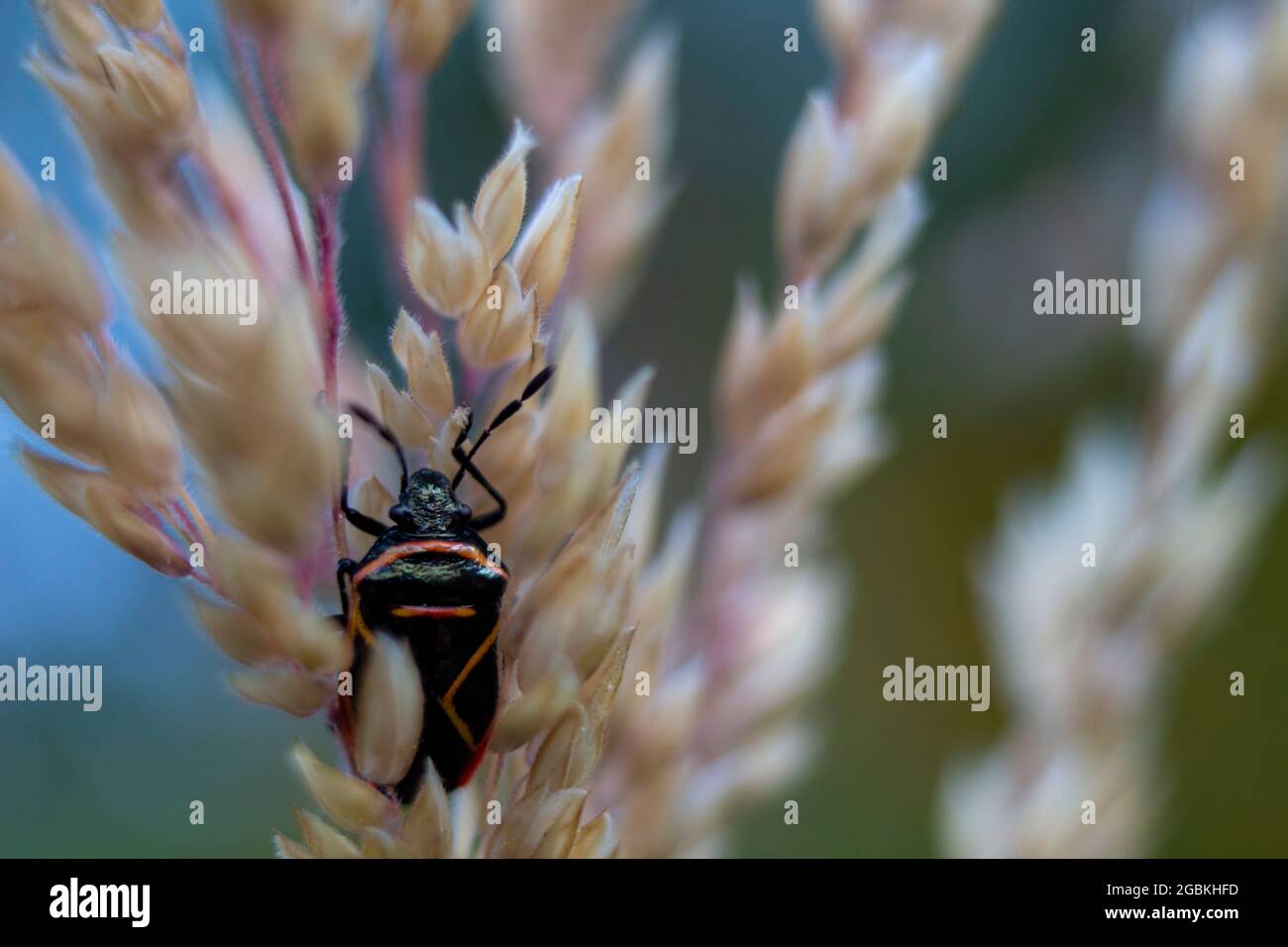 Photo of an insect in the middle of the Amazon rainforest Stock Photo ...