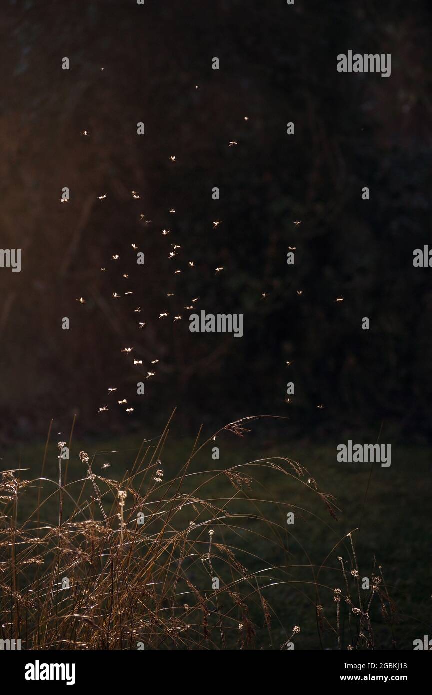 Vertical shot of fireflies and some plants in the garden Stock Photo ...
