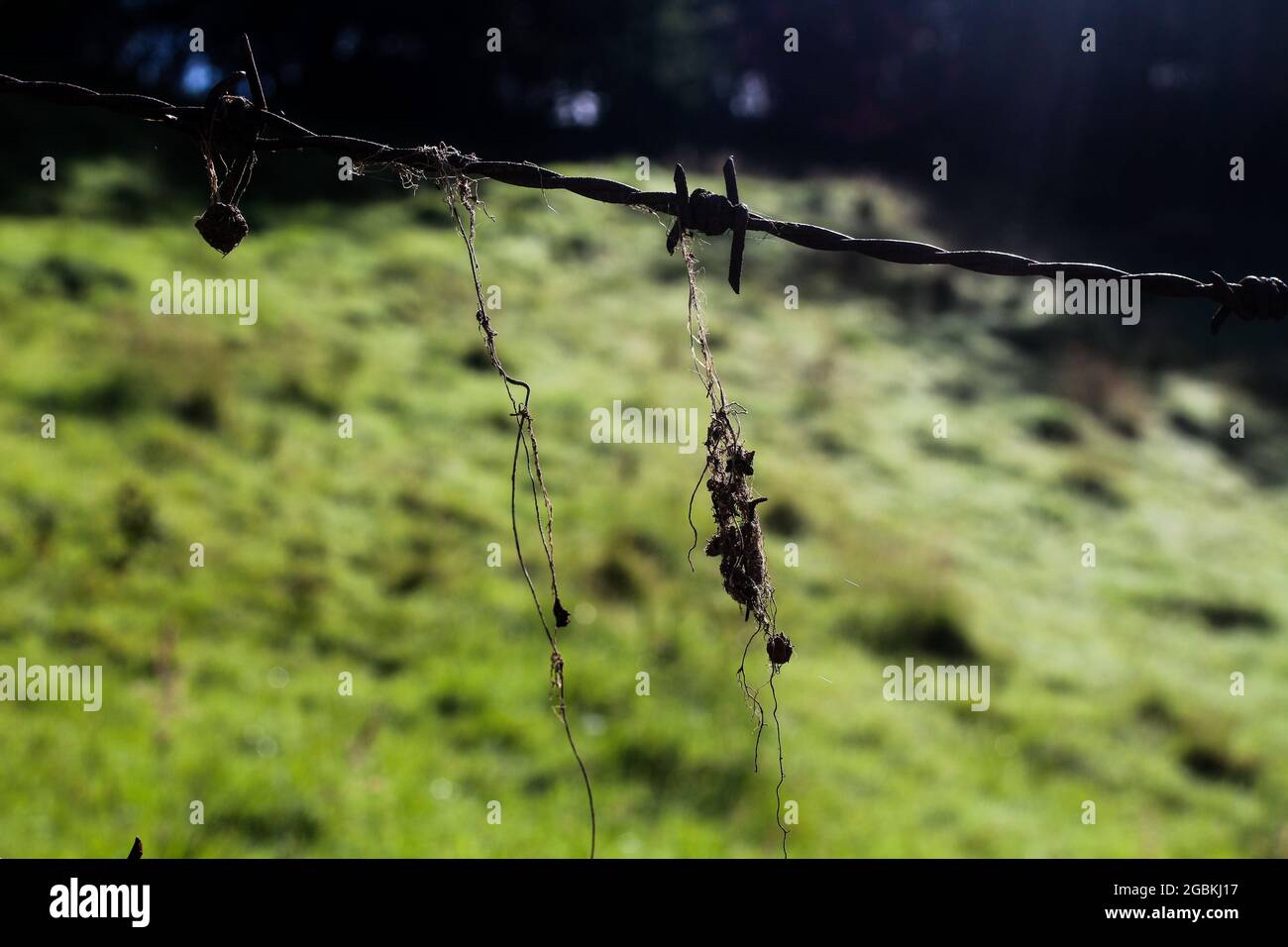 People legs tree roots hi-res stock photography and images - Alamy
