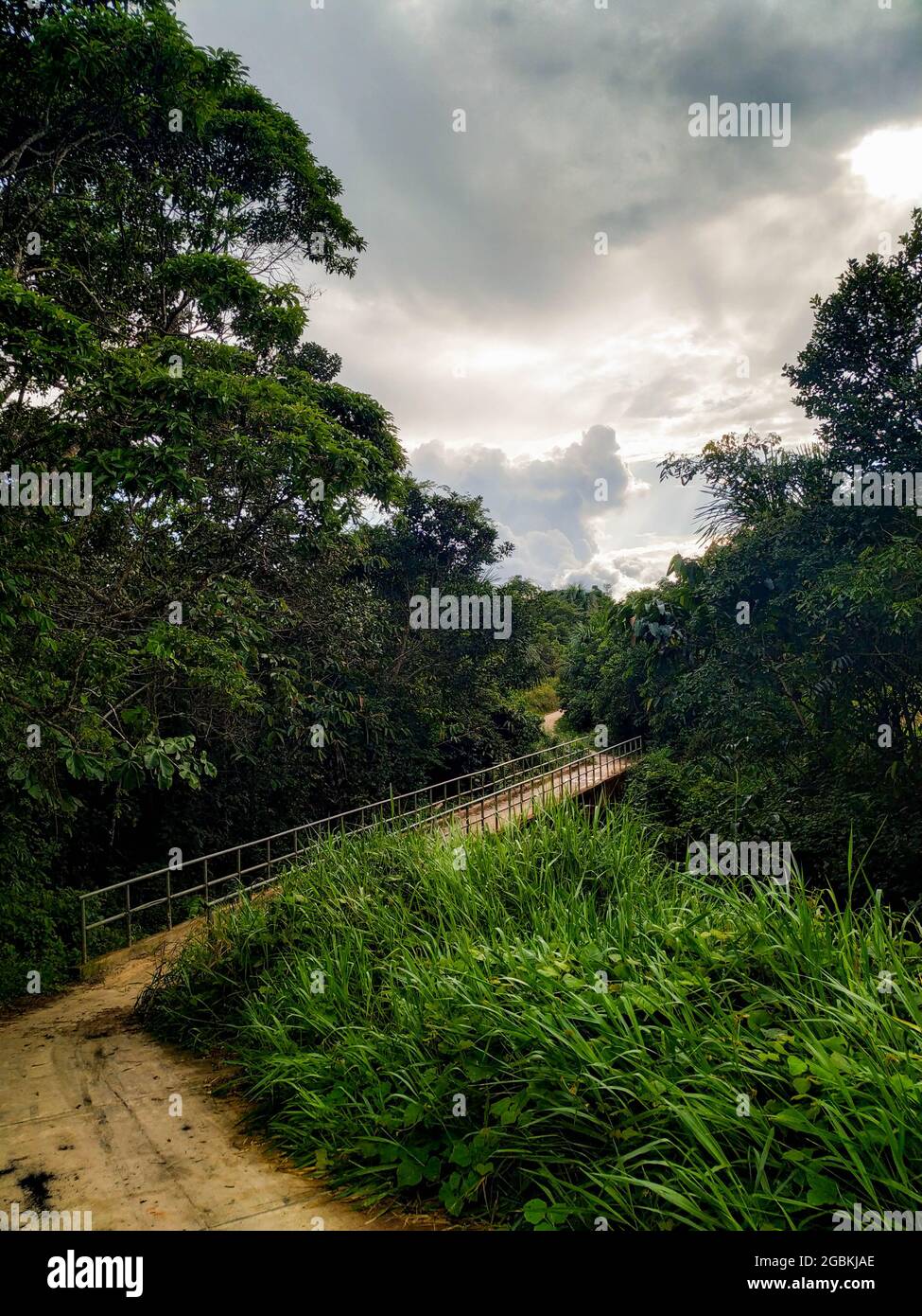 Inside of the jungle hi-res stock photography and images - Alamy