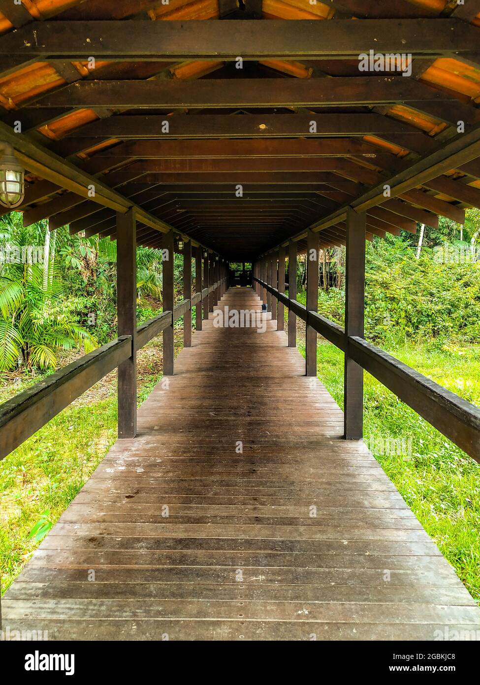 Amazon rainforest bridge wood hi-res stock photography and images - Alamy