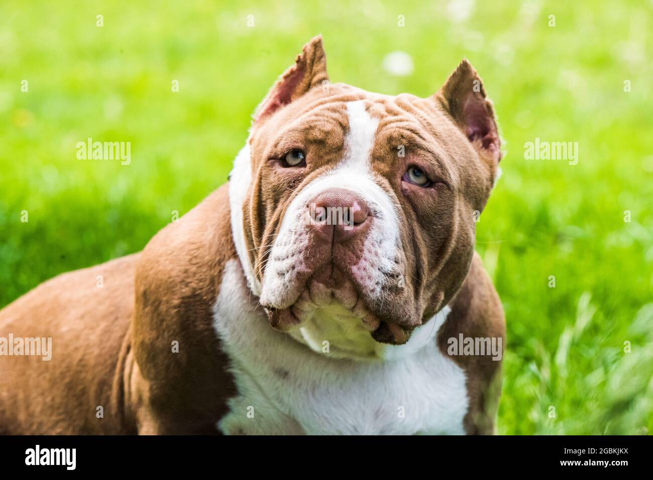 Muscular Heavy Dog High Resolution Stock Photography and Images - Alamy