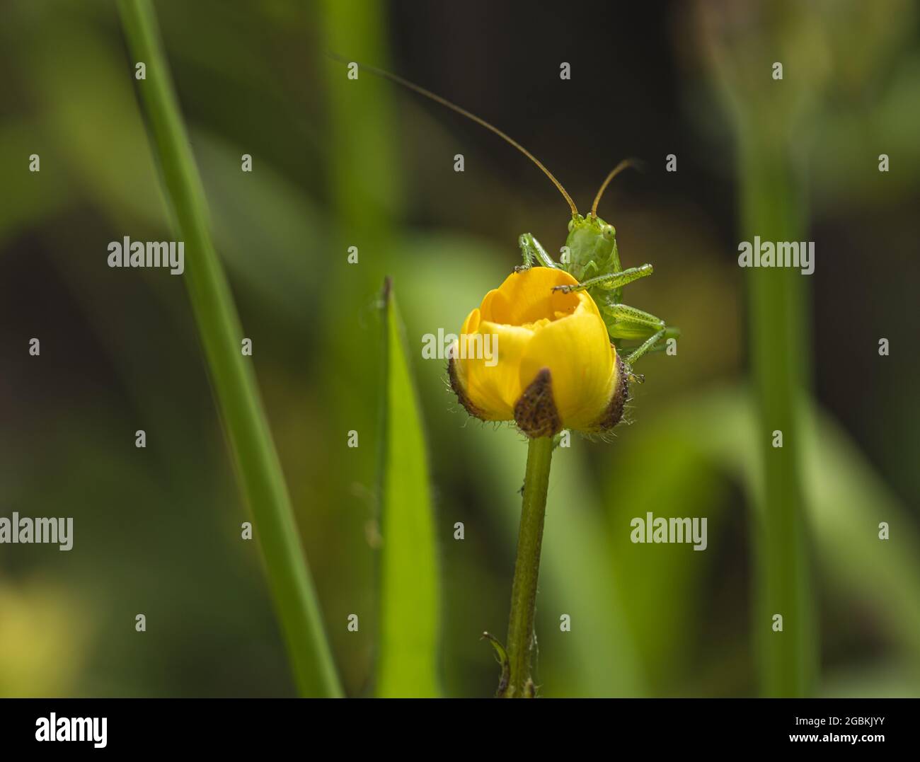 Selective focus shot of a grasshopper on a yellow flower Stock Photo ...