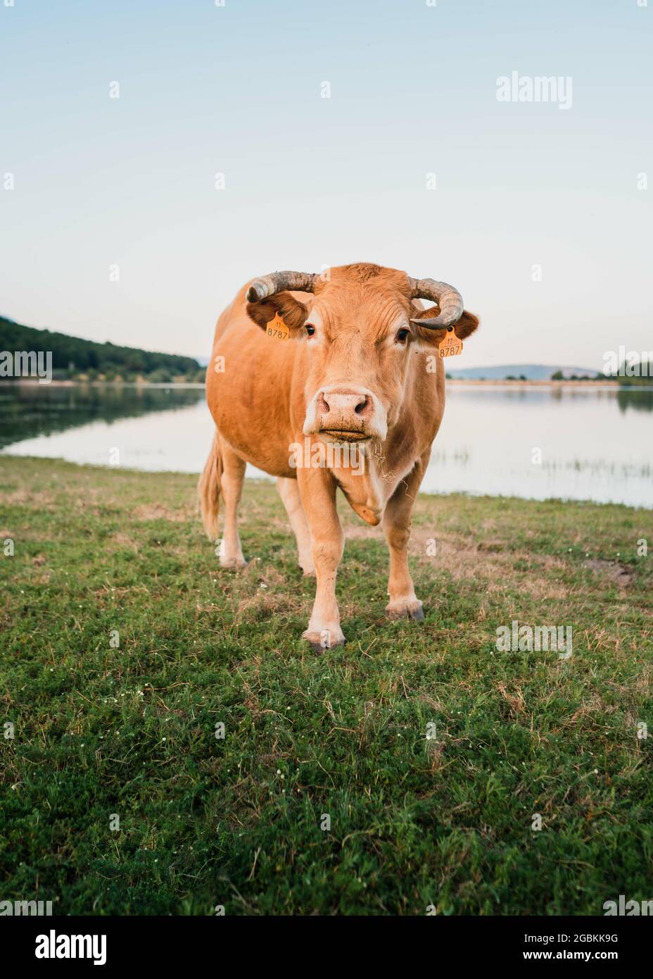Vertical closeup of a ginger bull in the field Stock Photo - Alamy