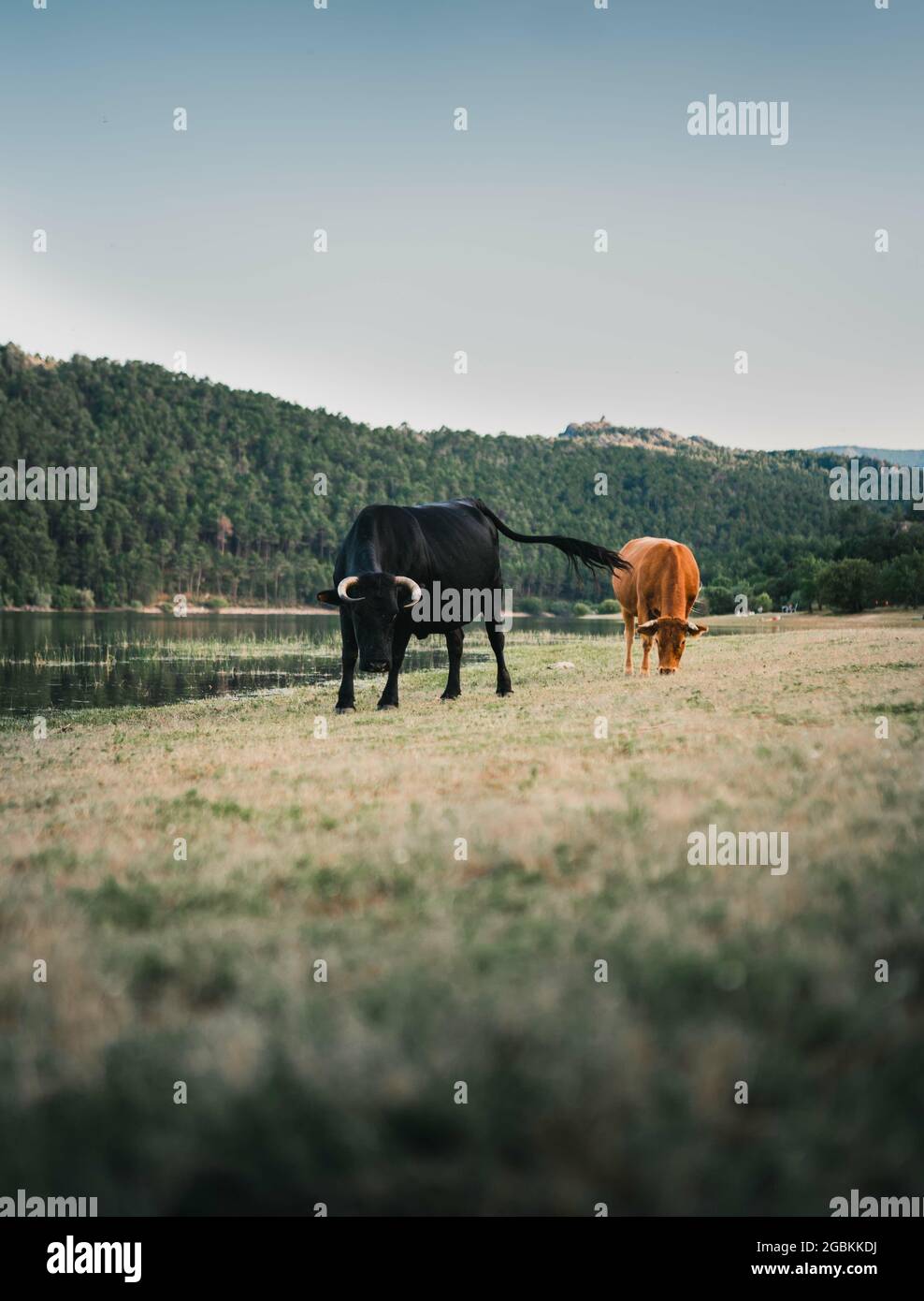 Vertical shot of the bulls in the field Stock Photo - Alamy
