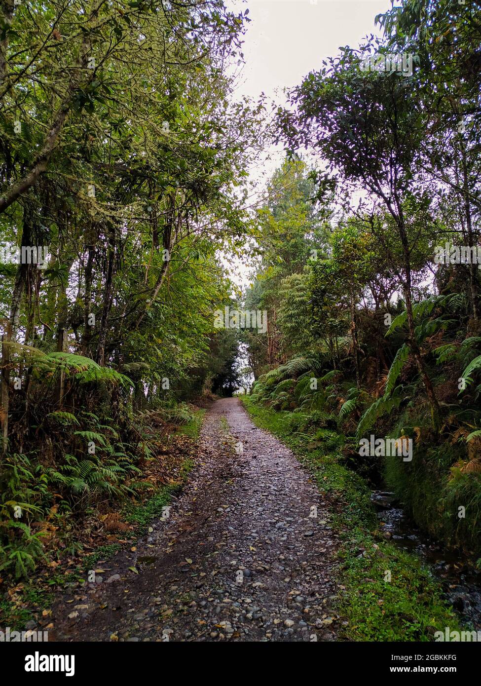 Beautiful path between trees, showing a possibility of destination ...