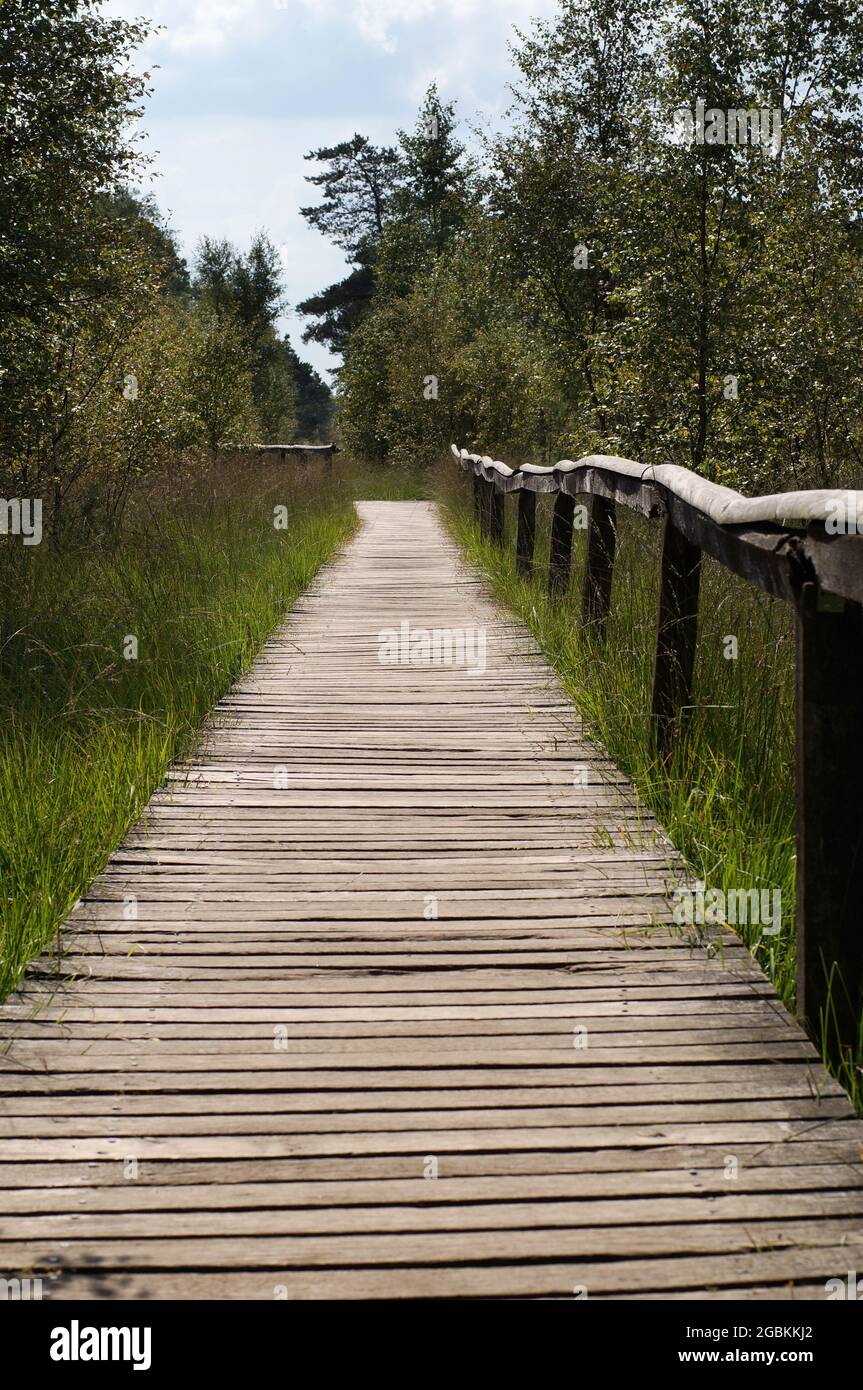 Wooden path through the trees on a cloudy day Stock Photo - Alamy
